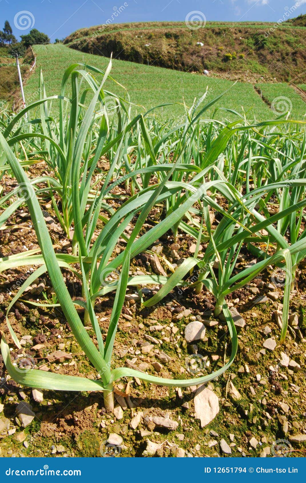 Garlic sprouts farm. stock photo. Image of flora, freshness - 12651794