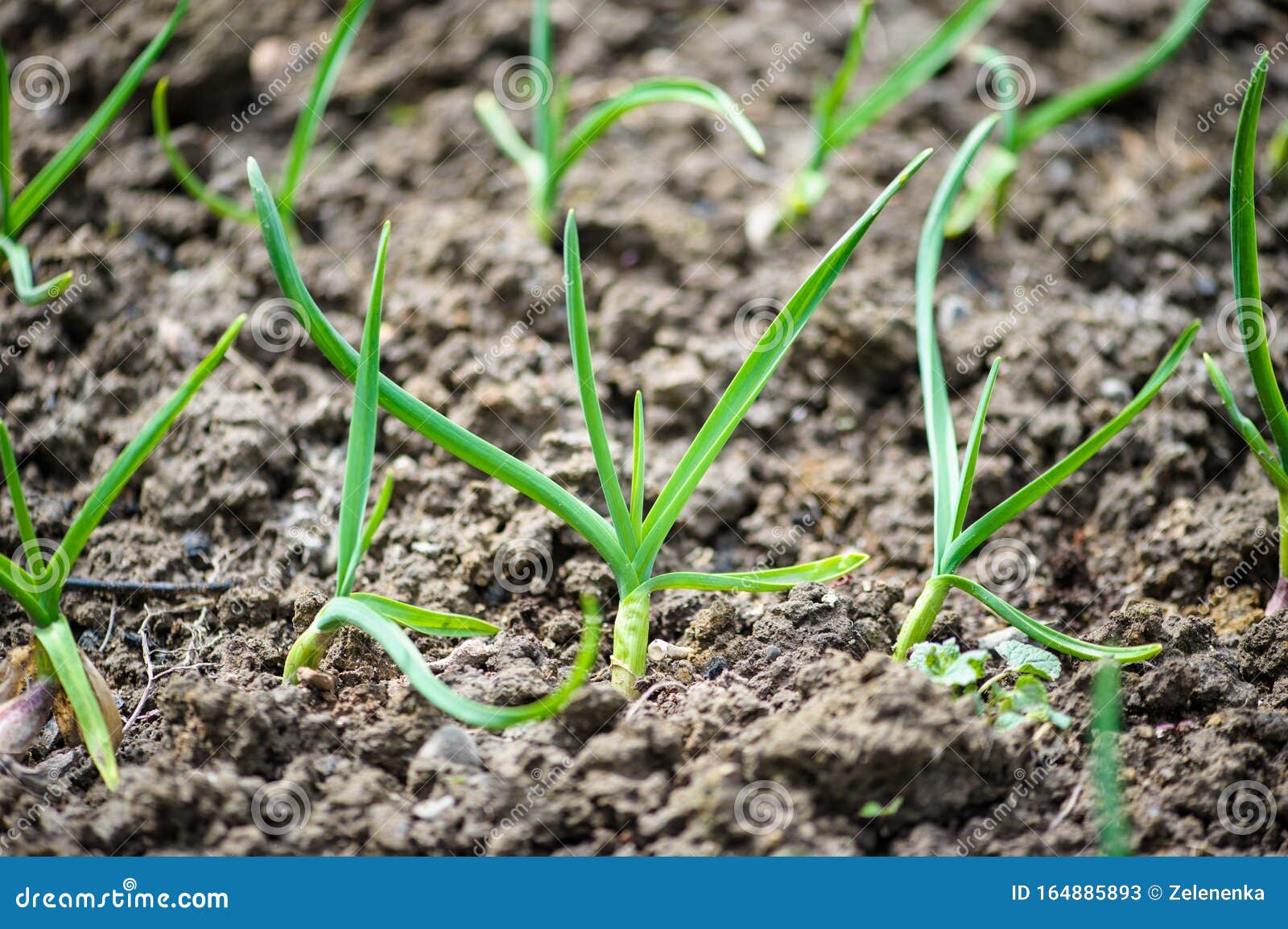 Garlic Sprouts in the Garden Stock Image - Image of farm, growing ...
