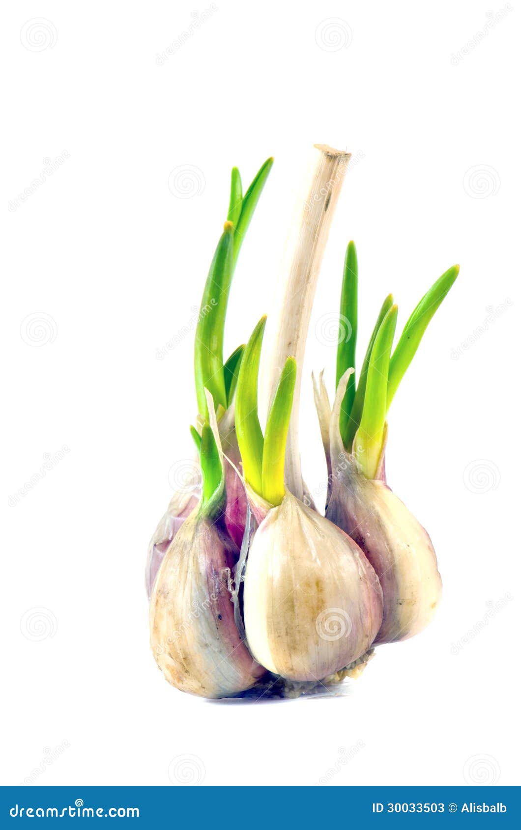 Garlic Sprouts Group in Spring Isolated Stock Image - Image of clove ...