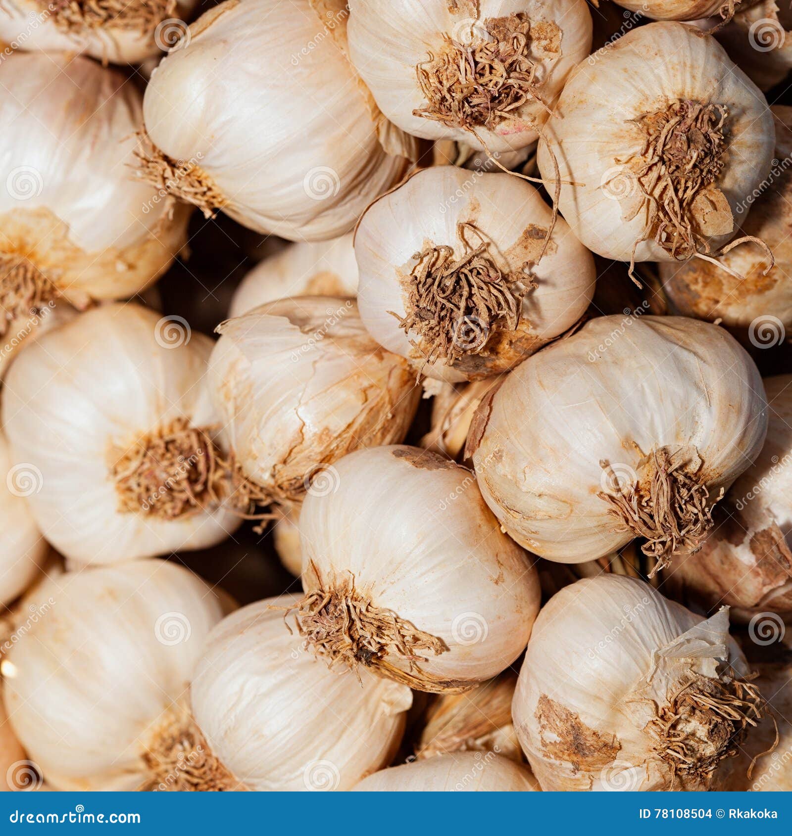 Garlic square stock photo. Image of common, garlic, closeup - 78108504