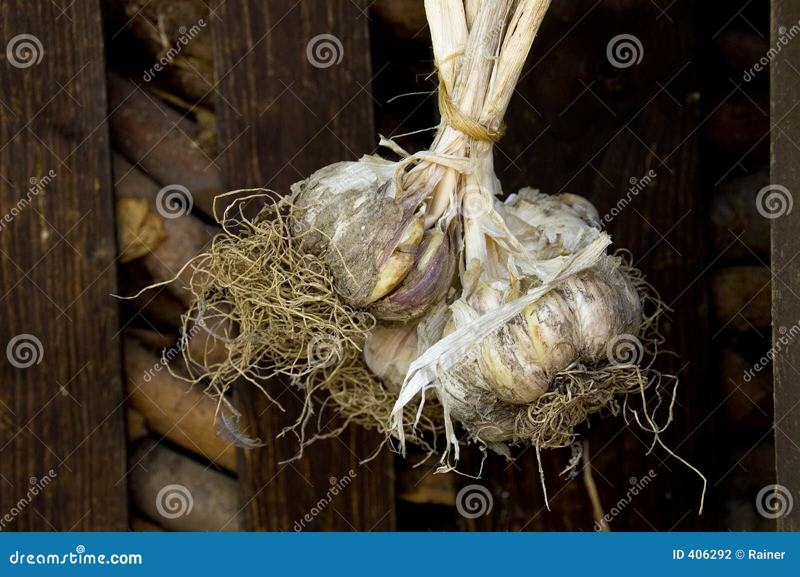 Garlic store stock photo. Image of drying, string, garlic - 406292