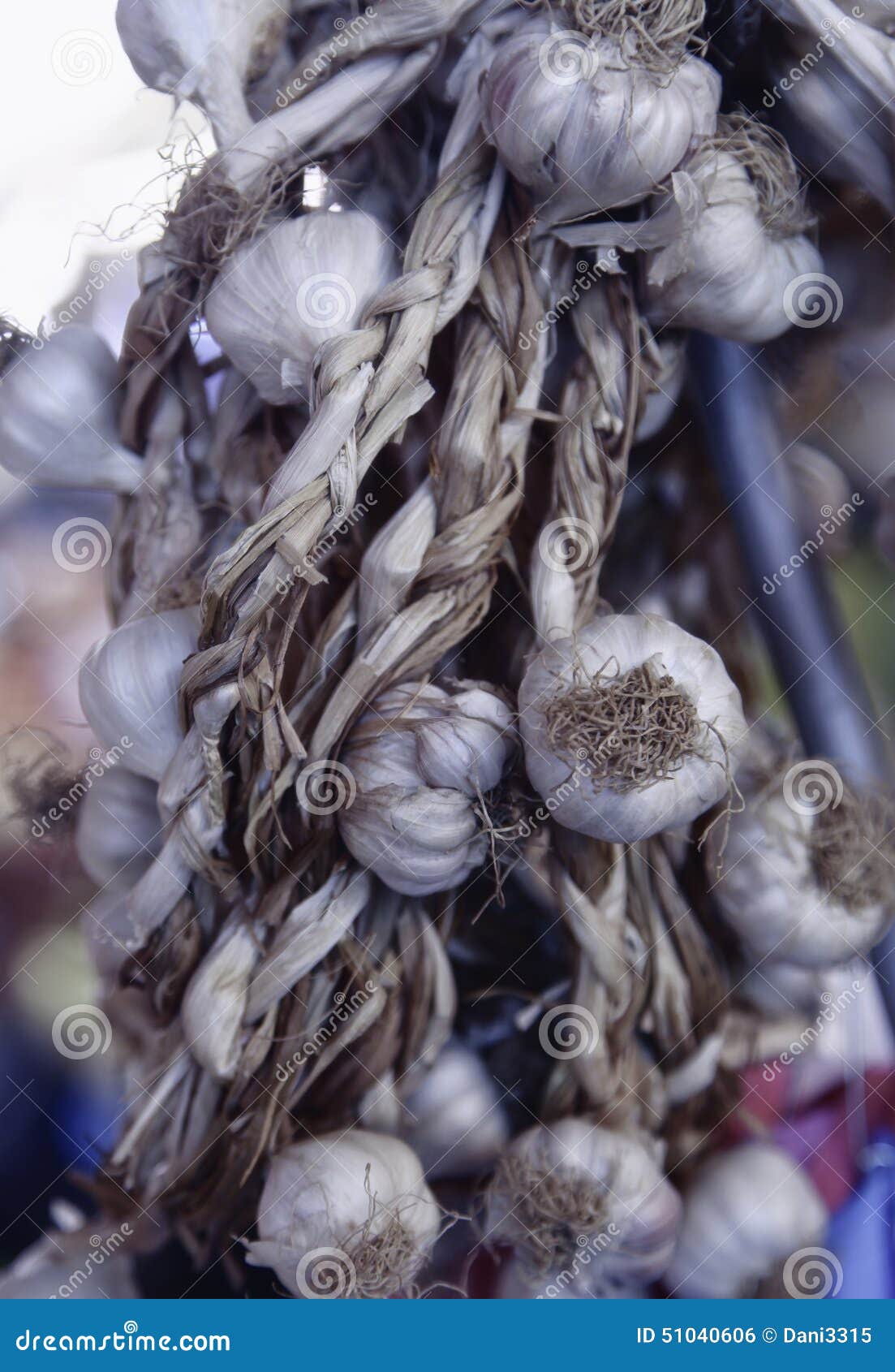 Garlic string stock photo. Image of sale, market, onion - 51040606