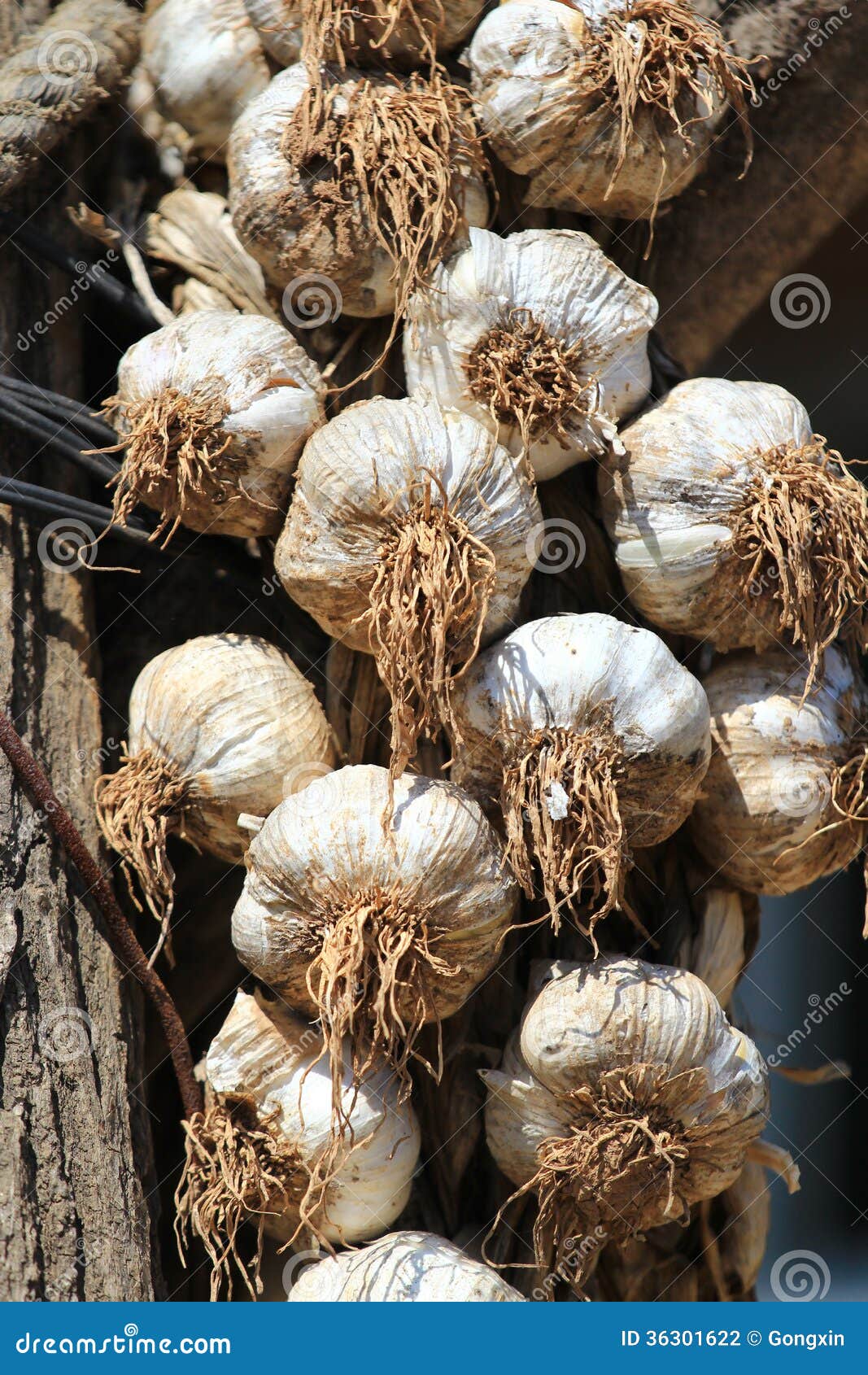 Garlic stock photo. Image of condiments, garlic, health - 36301622