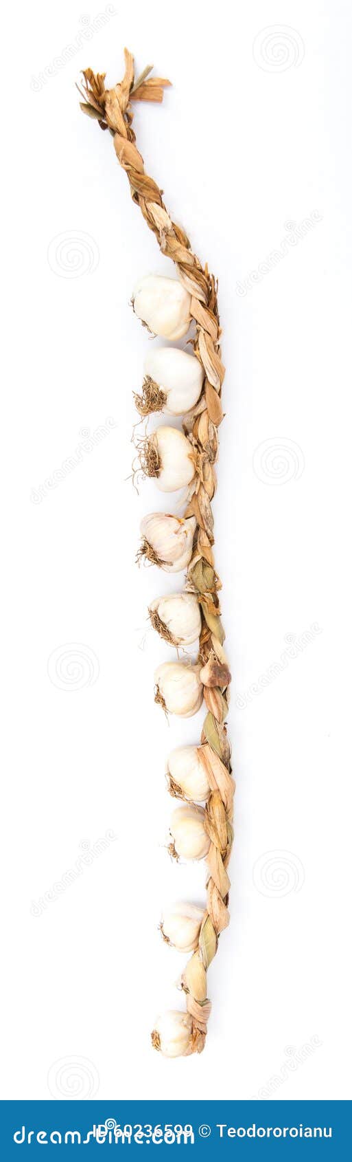 Garlic string stock image. Image of space, isolated, clove - 60236599