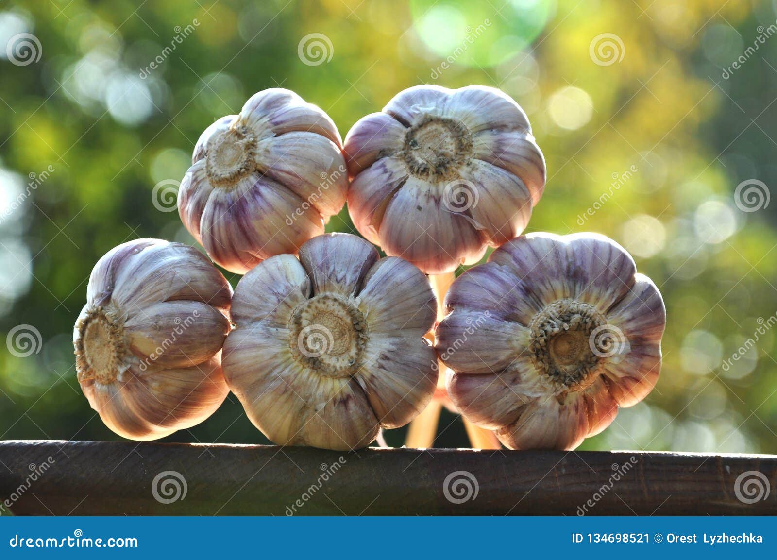 Garlic is tied to a bundle stock image. Image of vegetable - 134698521