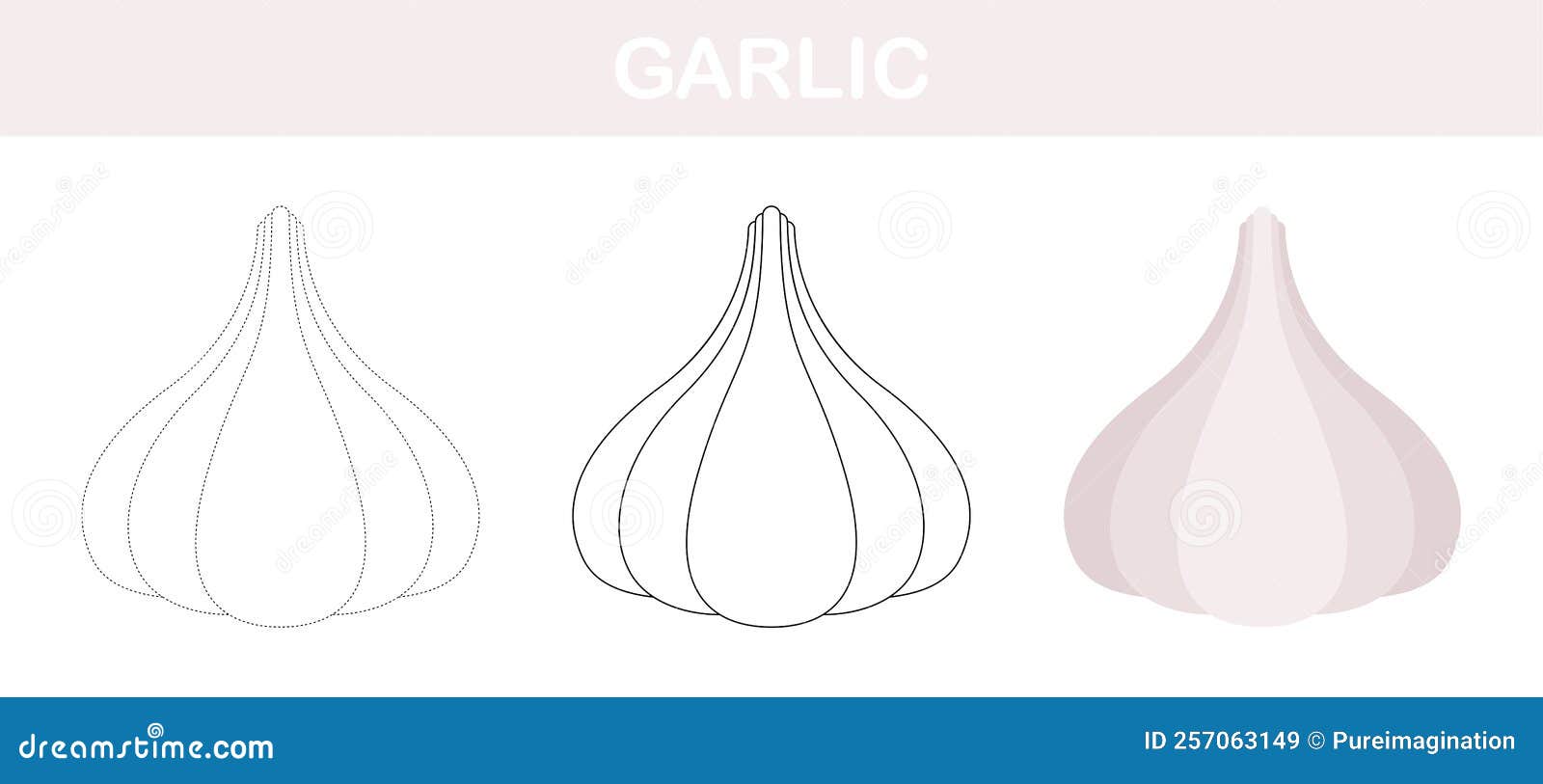 Garlic Tracing and Coloring Worksheet for Kids Stock Vector ...