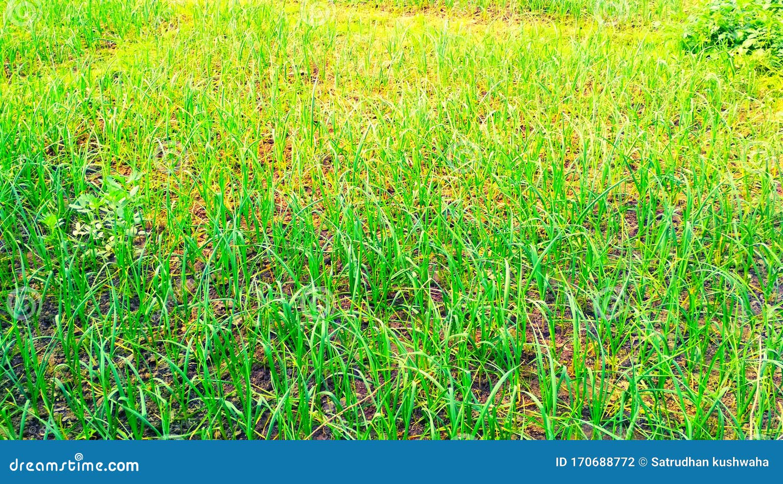 Garlic tree of India stock photo. Image of india, beautiful - 170688772