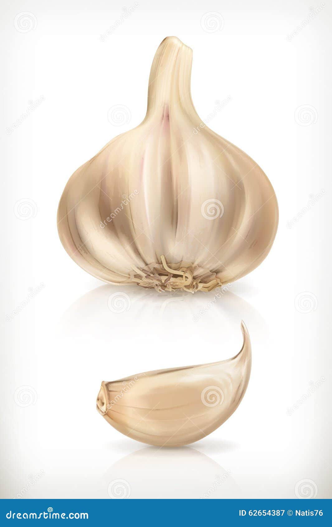 Garlic Vector Drawing | CartoonDealer.com #111234225