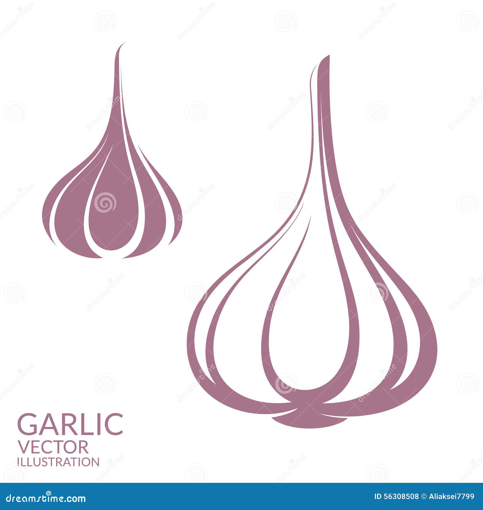 Garlic stock vector. Illustration of vegetable, vegetarian - 56308508