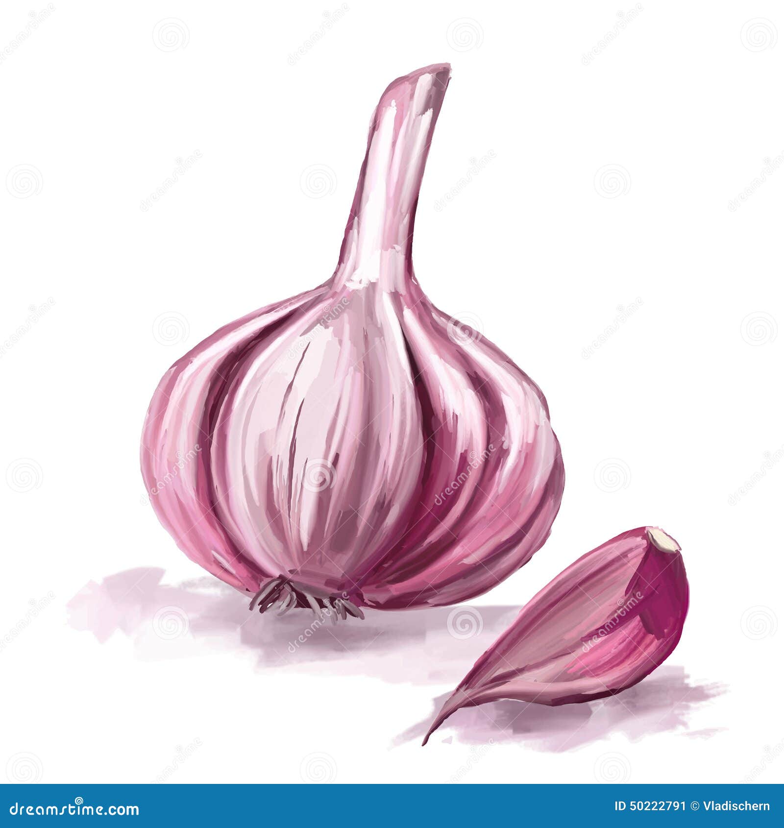 Garlic Vector Illustration Hand Drawn Painted Stock Vector ...
