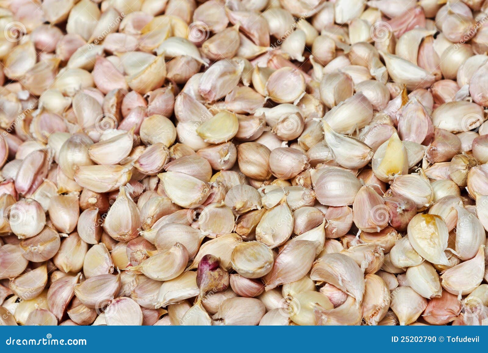 Garlic vegetable stock photo. Image of vegetarian, nature - 25202790