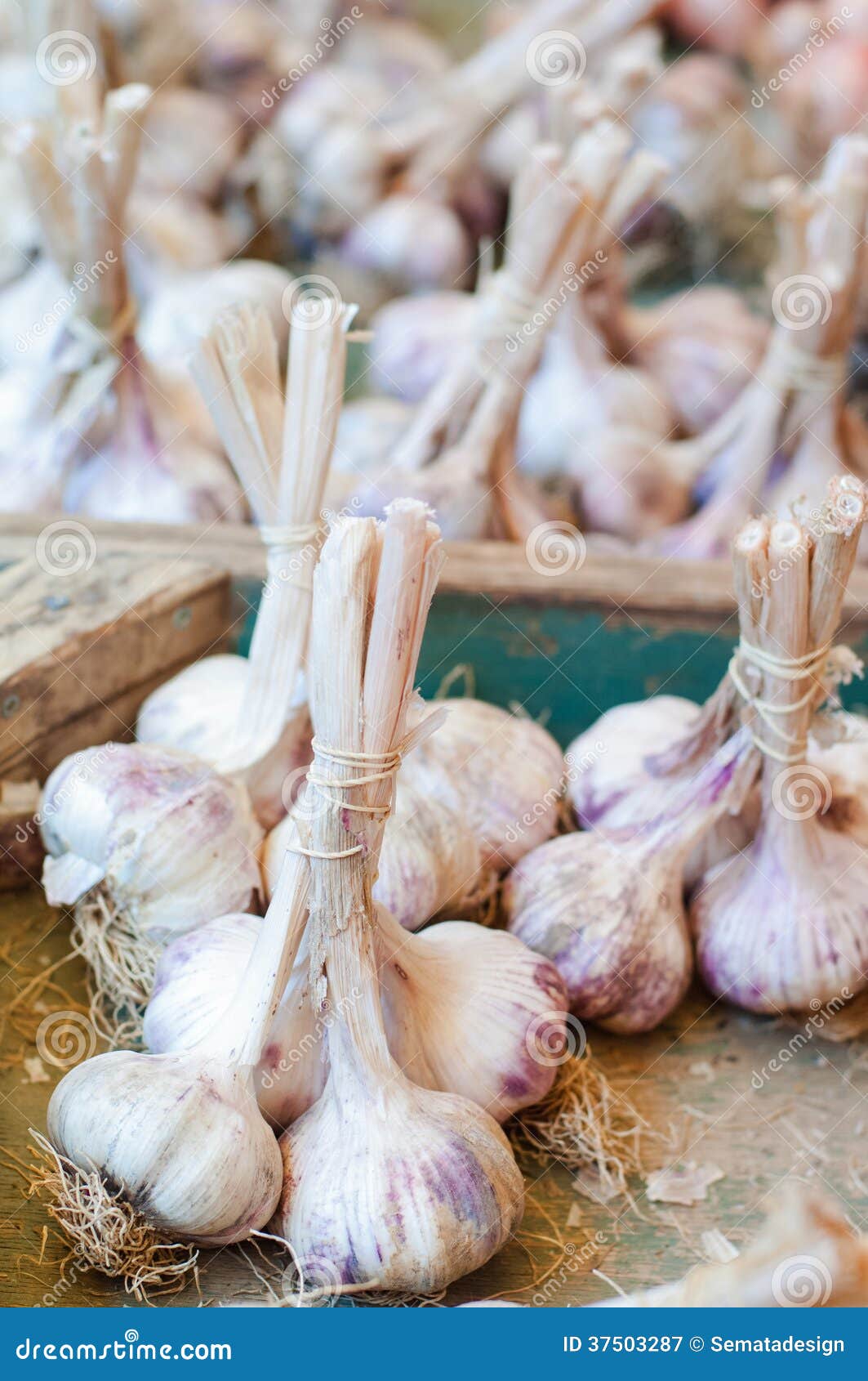 Garlic vegetable stock image. Image of people, farmers - 37503287