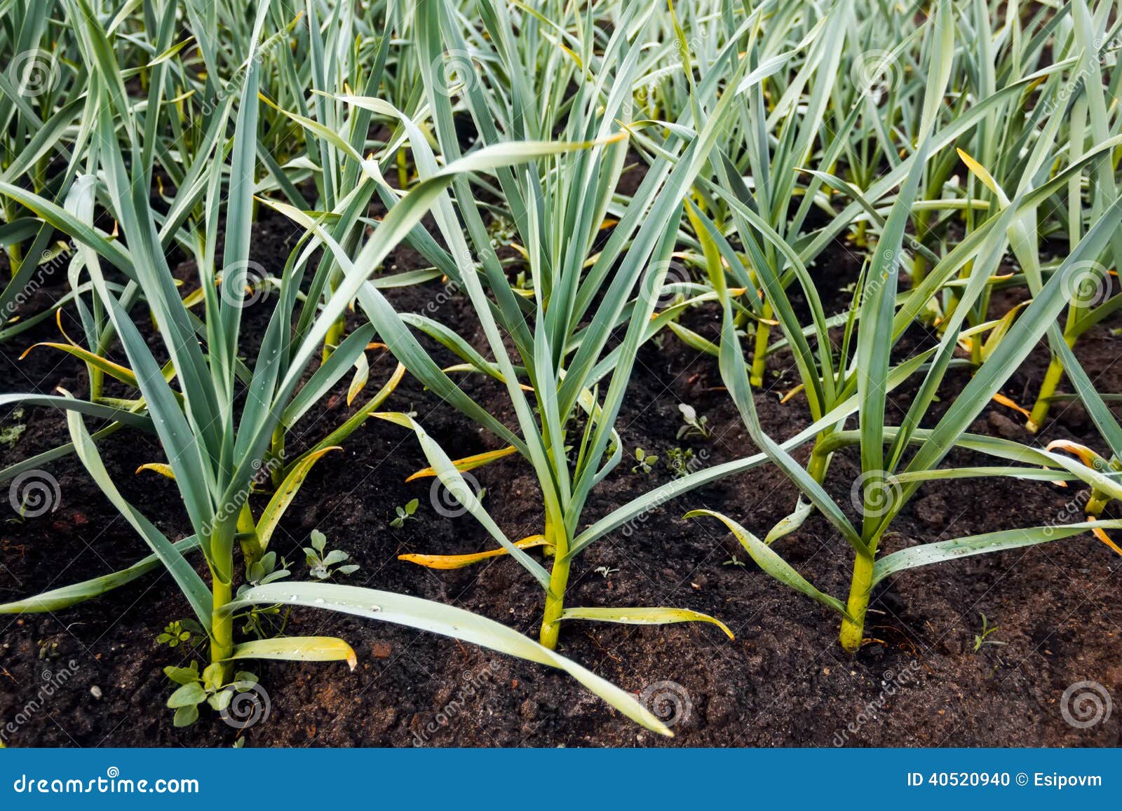 Garlic in Vegetable Gardens Stock Photo - Image of leaf, agriculture ...