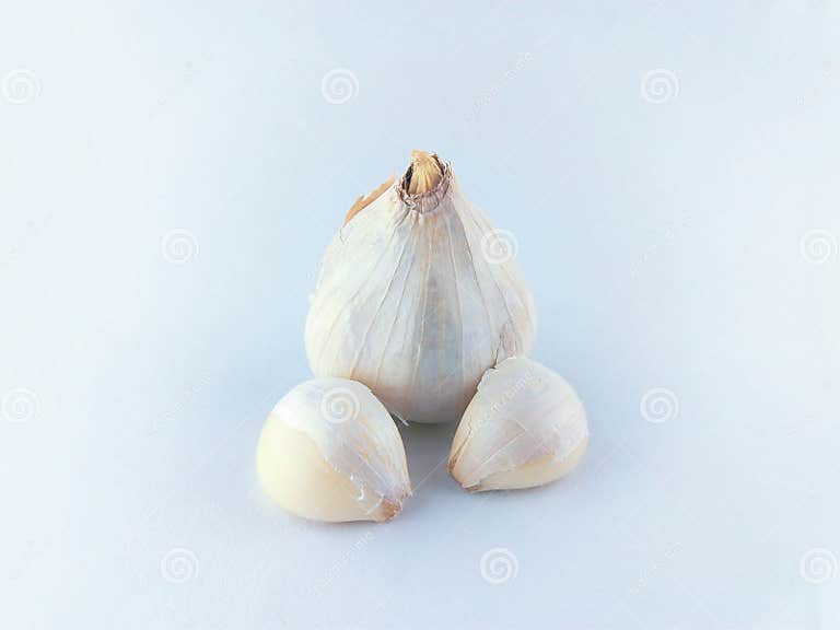 Garlic on white background stock image. Image of base - 130870299