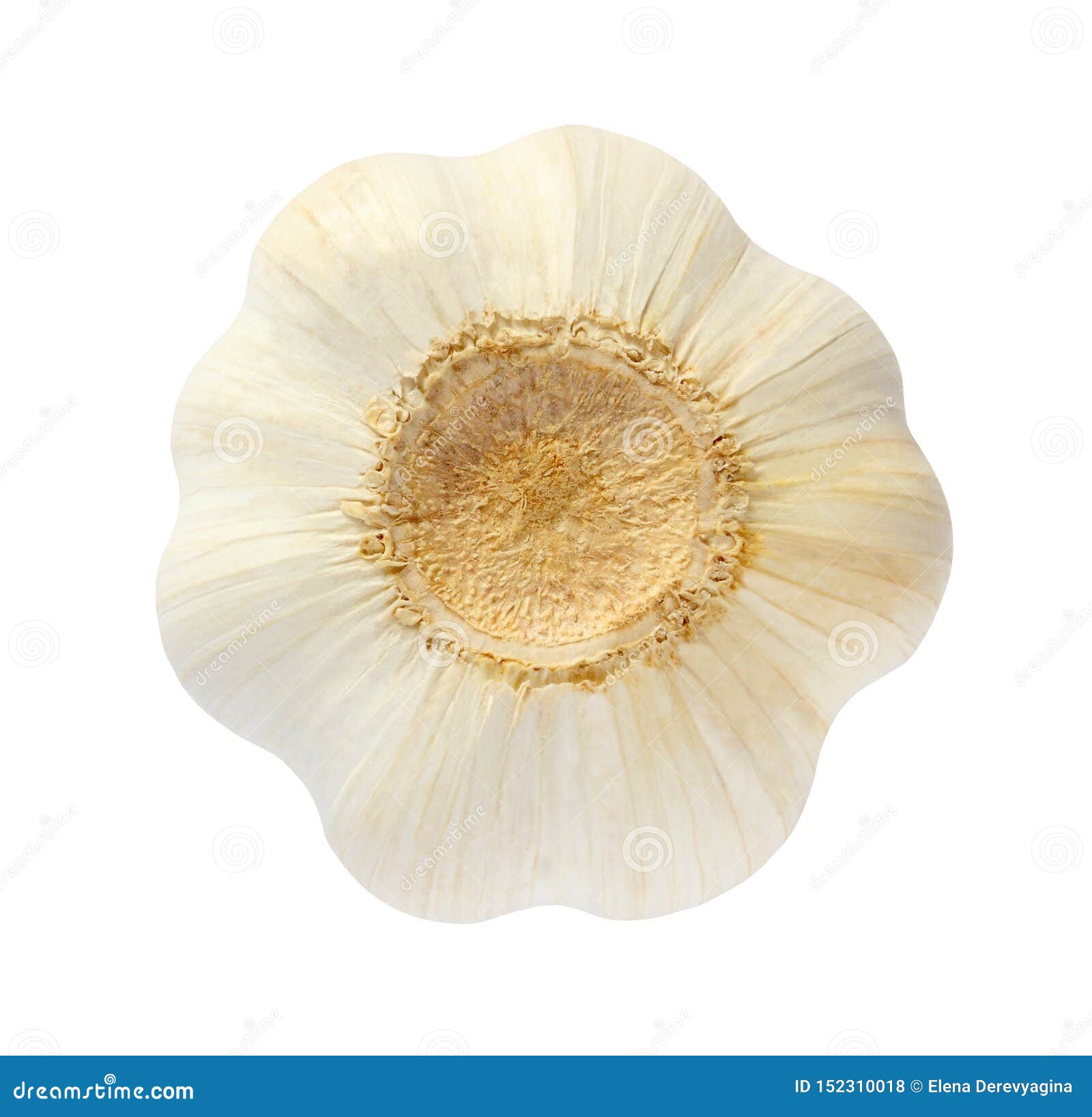 Garlic Whole is a Bottom View Isolated on White Background with ...