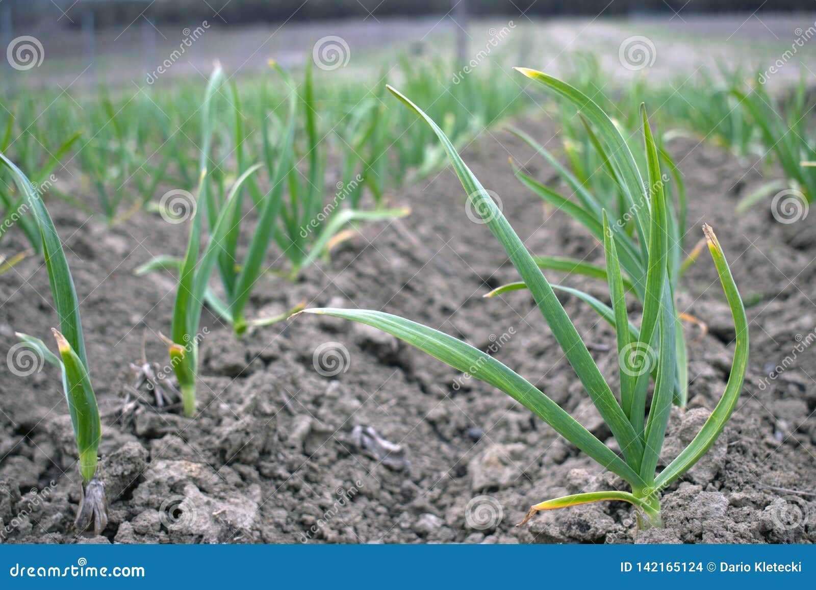 Garlick field stock photo. Image of plant, countryside - 142165124