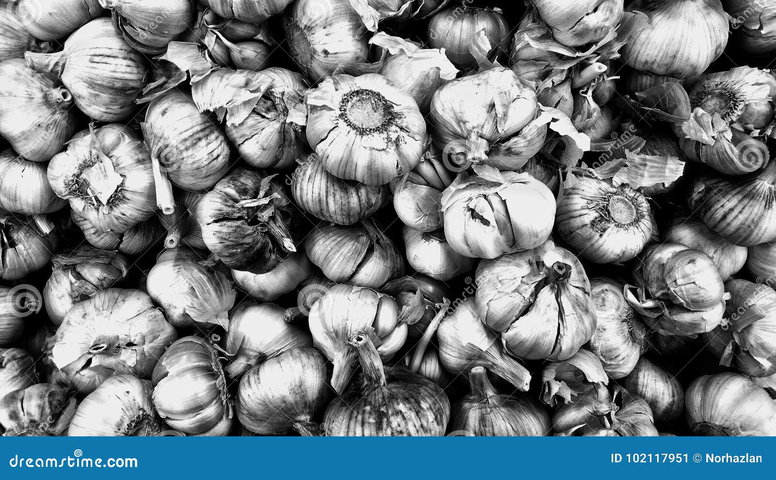 Garlics stock image. Image of garlics, texture, herbs - 102117951