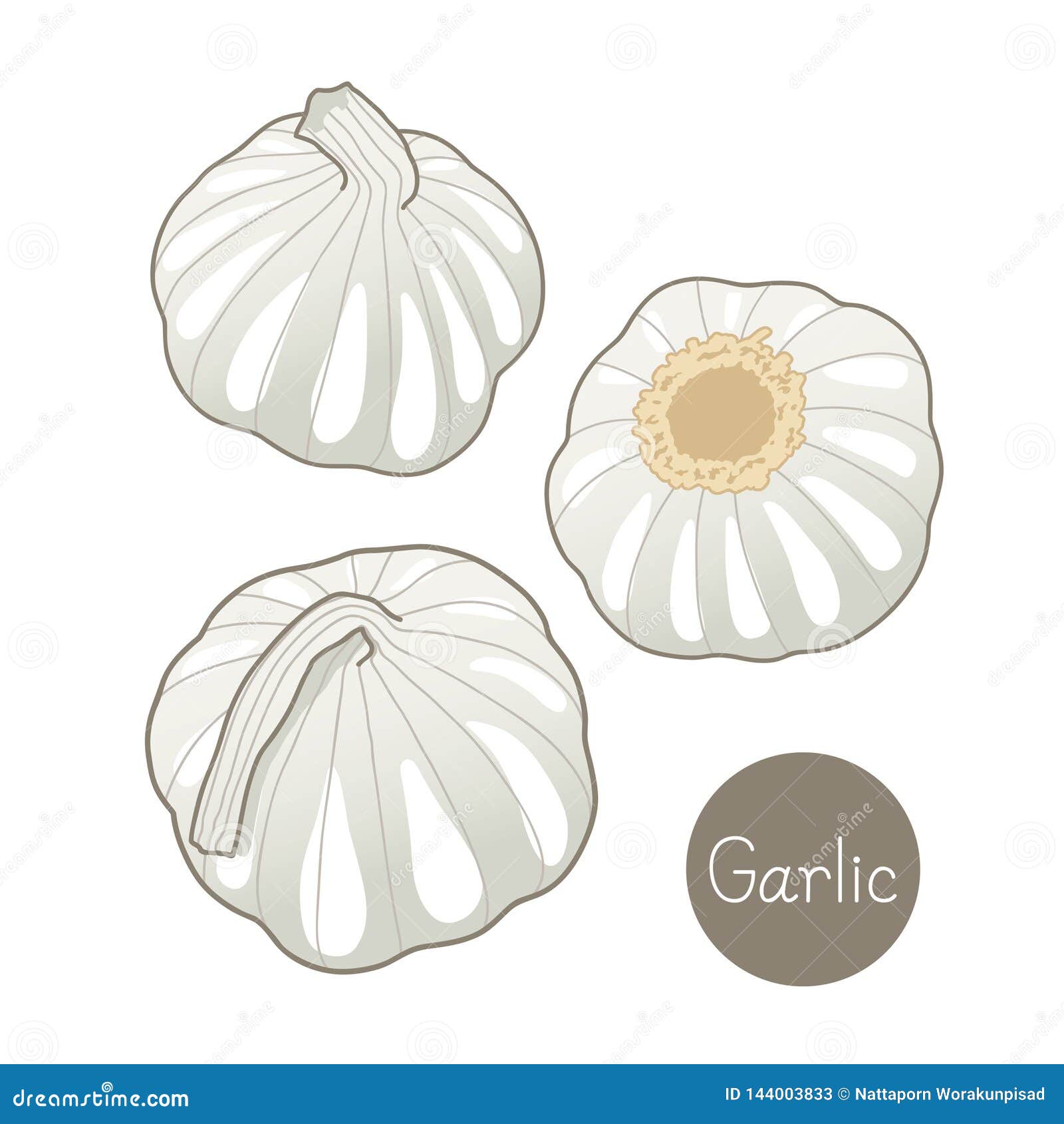 Garlic with Calligraphic Text on White Background. Stock Vector ...