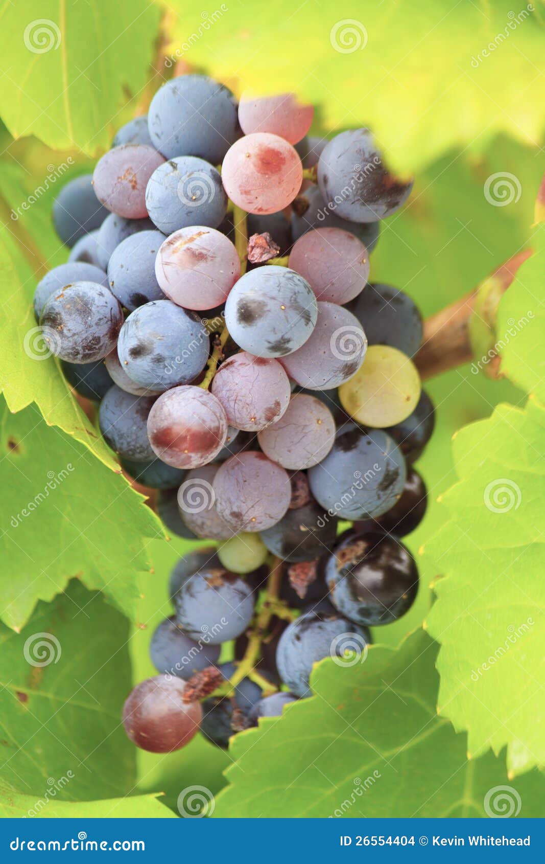Garnacha Grapes stock photo. Image of harvest, close - 26554404