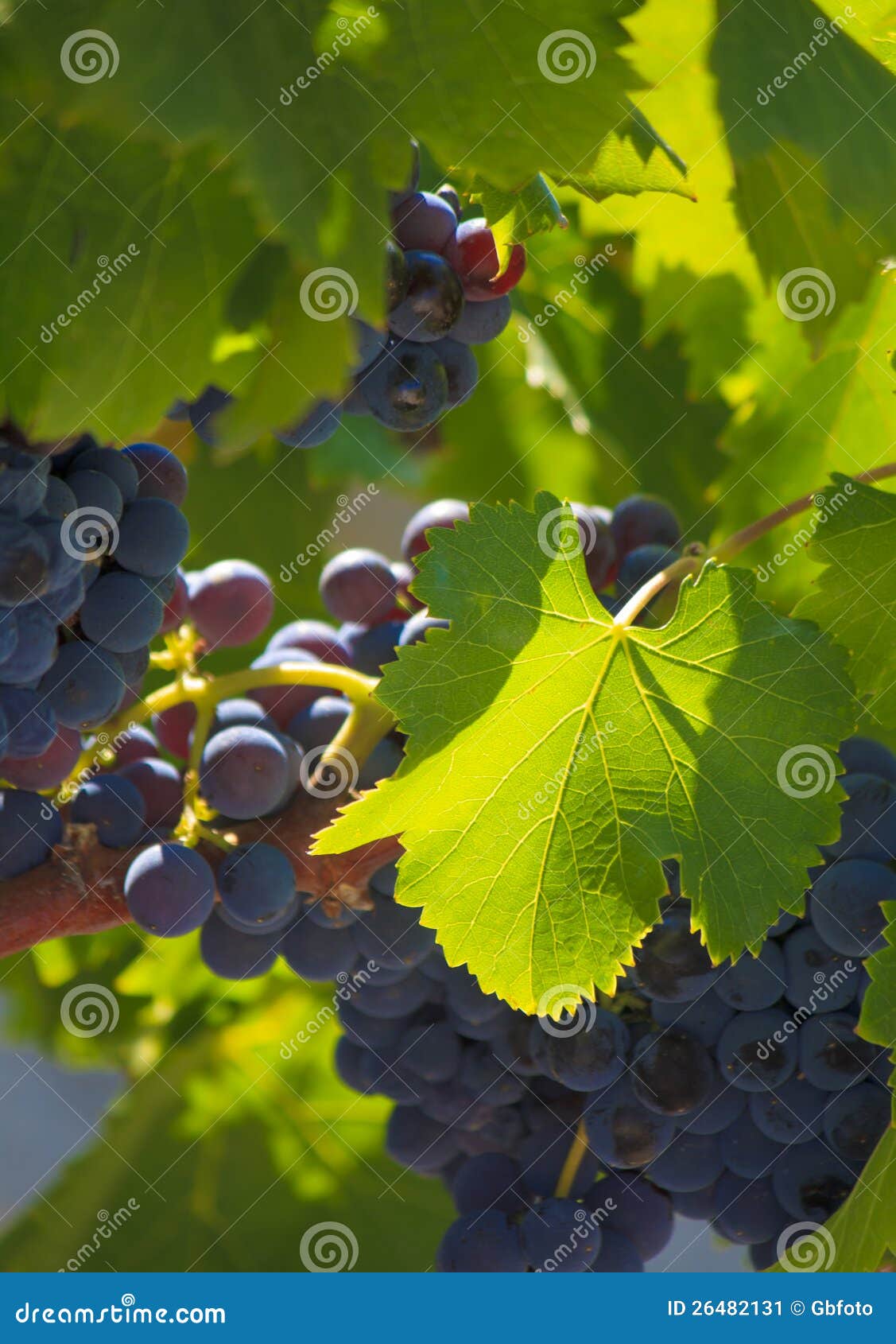 Garnacha Vines stock image. Image of fine, garnacha, picking - 26482131