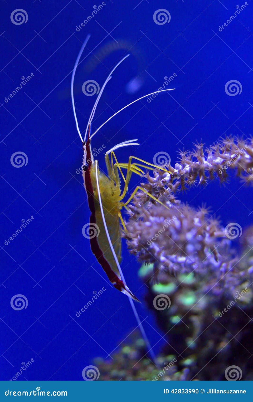 Garnalen stock foto. Image of anemonen, garnalen, ecosysteem - 42833990