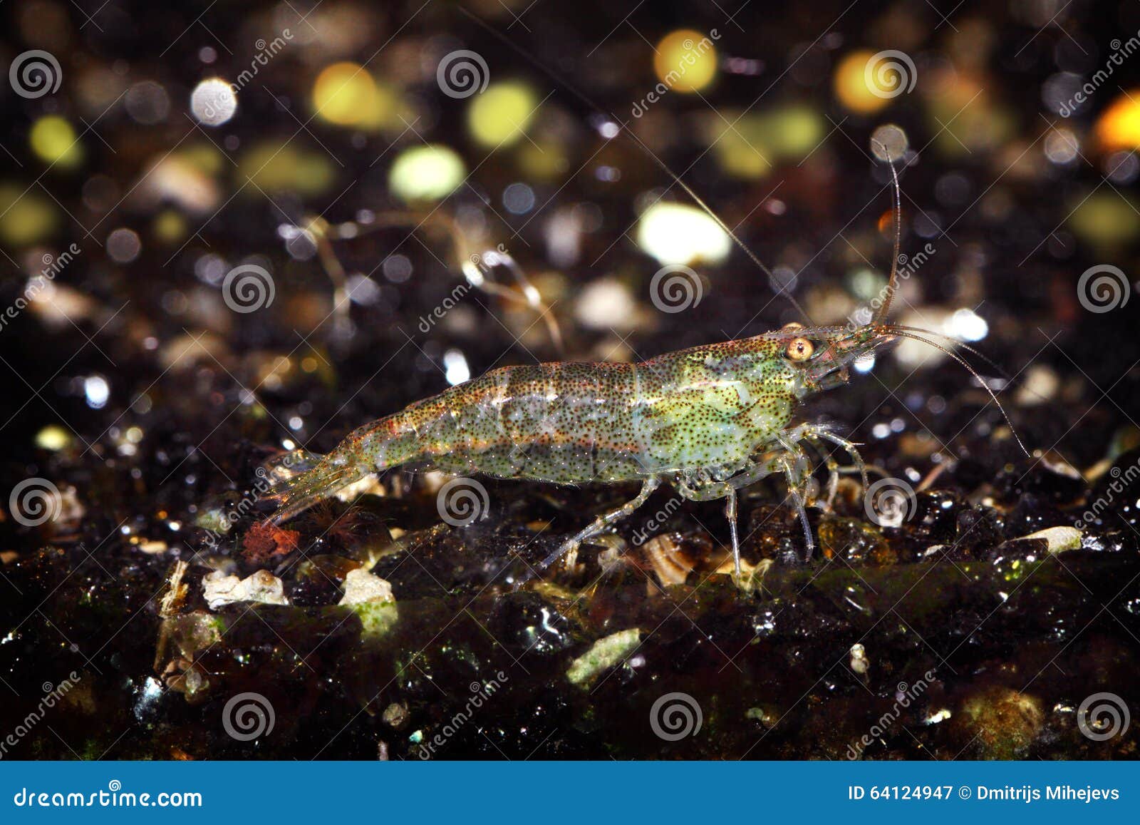 Garnalen stock afbeelding. Image of ogen, zoetwater, nachtmerrie - 64124947