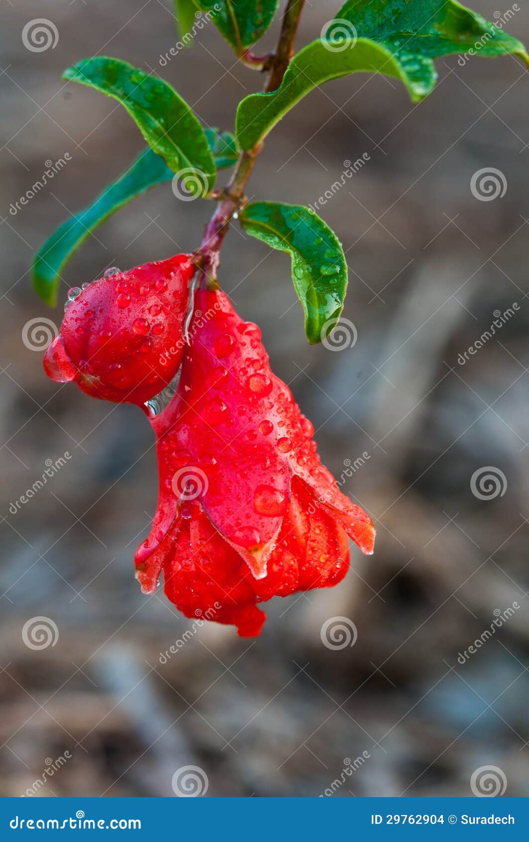 Garnet red flowers stock photo. Image of flowers, pollen - 29762904