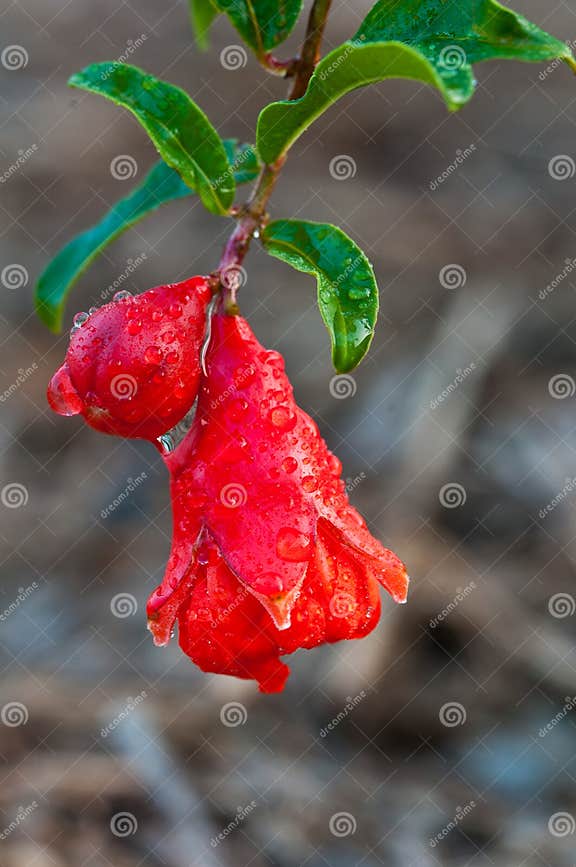 Garnet red flowers stock photo. Image of flowers, pollen - 29762904