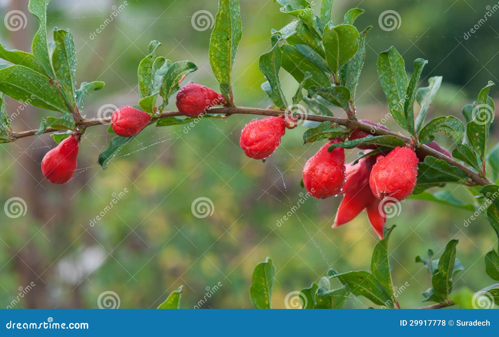 Garnet red flowers stock photo. Image of petal, green - 29917778
