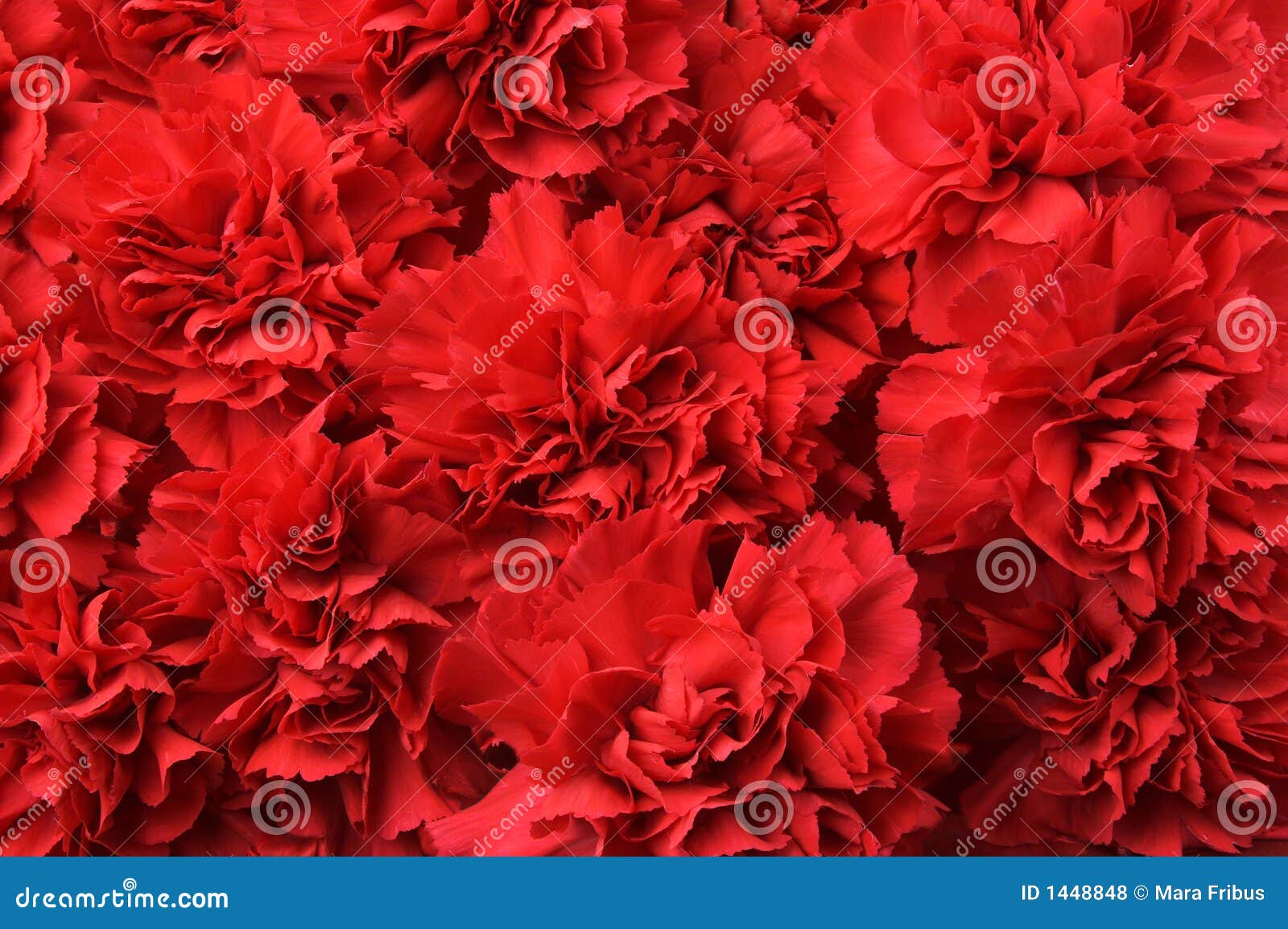 Garofani rossi fotografia stock. Immagine di camionista - 1448848