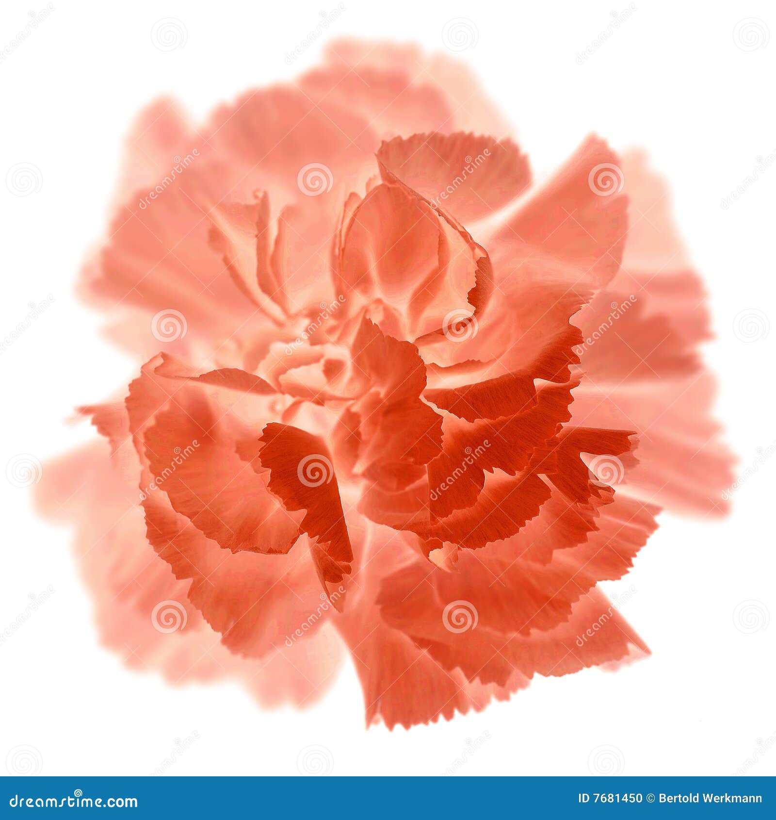 Garofano fotografia stock. Immagine di fioritura, foglio - 7681450