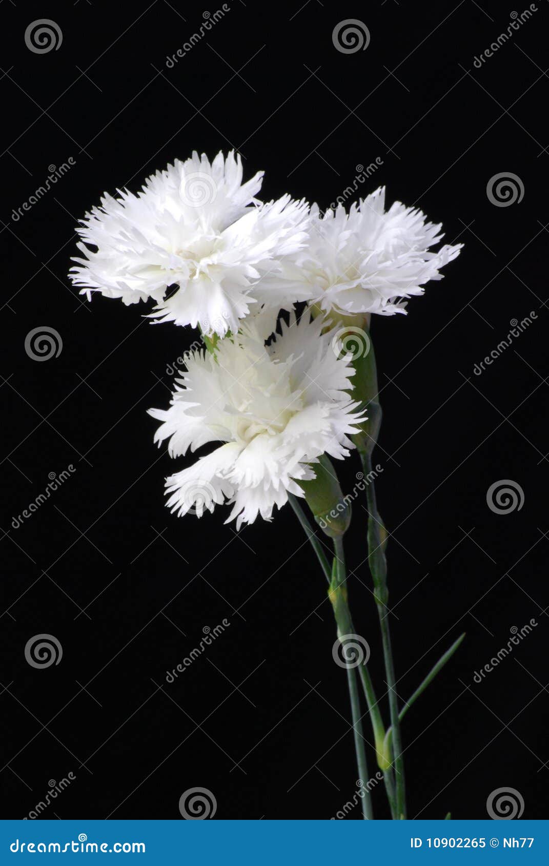 Garofano bianco immagine stock. Immagine di elegante - 10902265