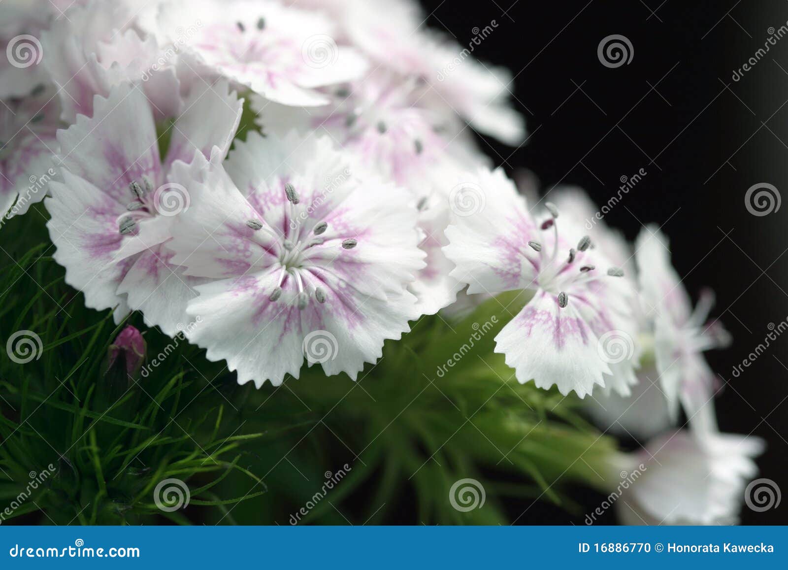 Garofano bianco fotografia stock. Immagine di fiore, macro - 16886770