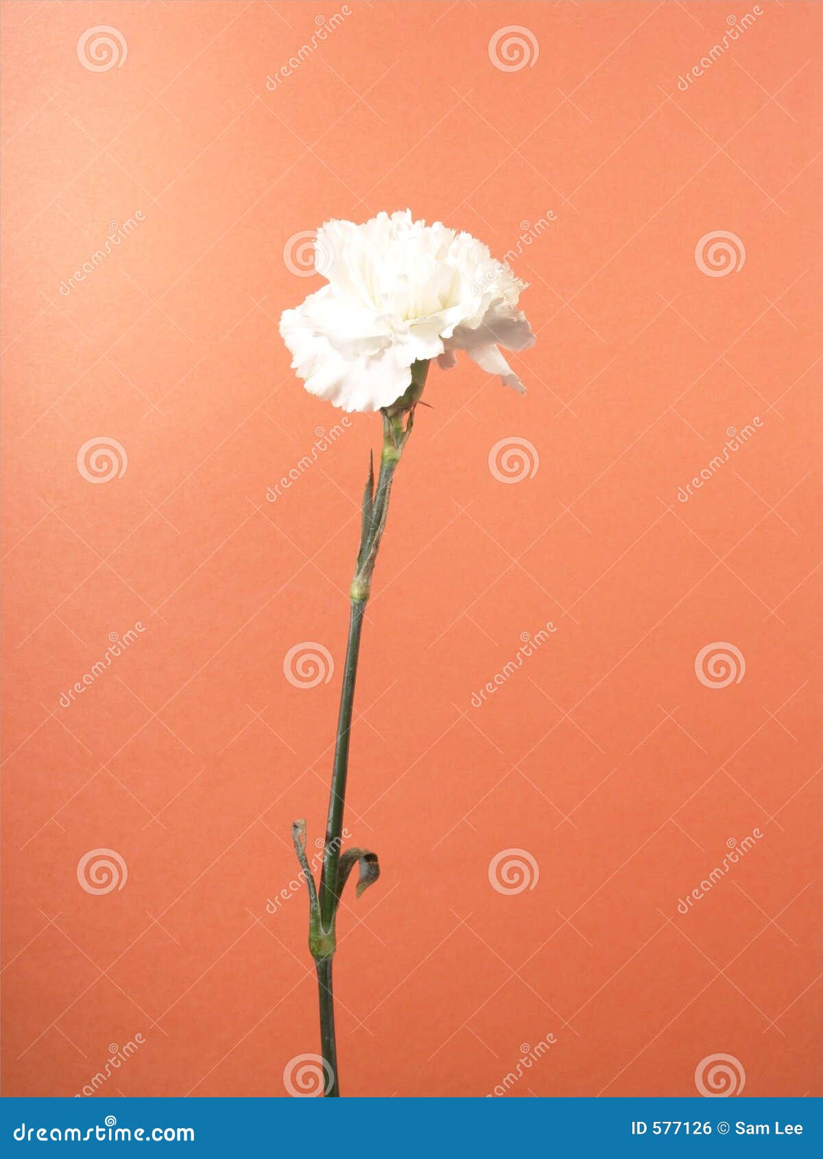 Garofano bianco fotografia stock. Immagine di rammarico - 577126