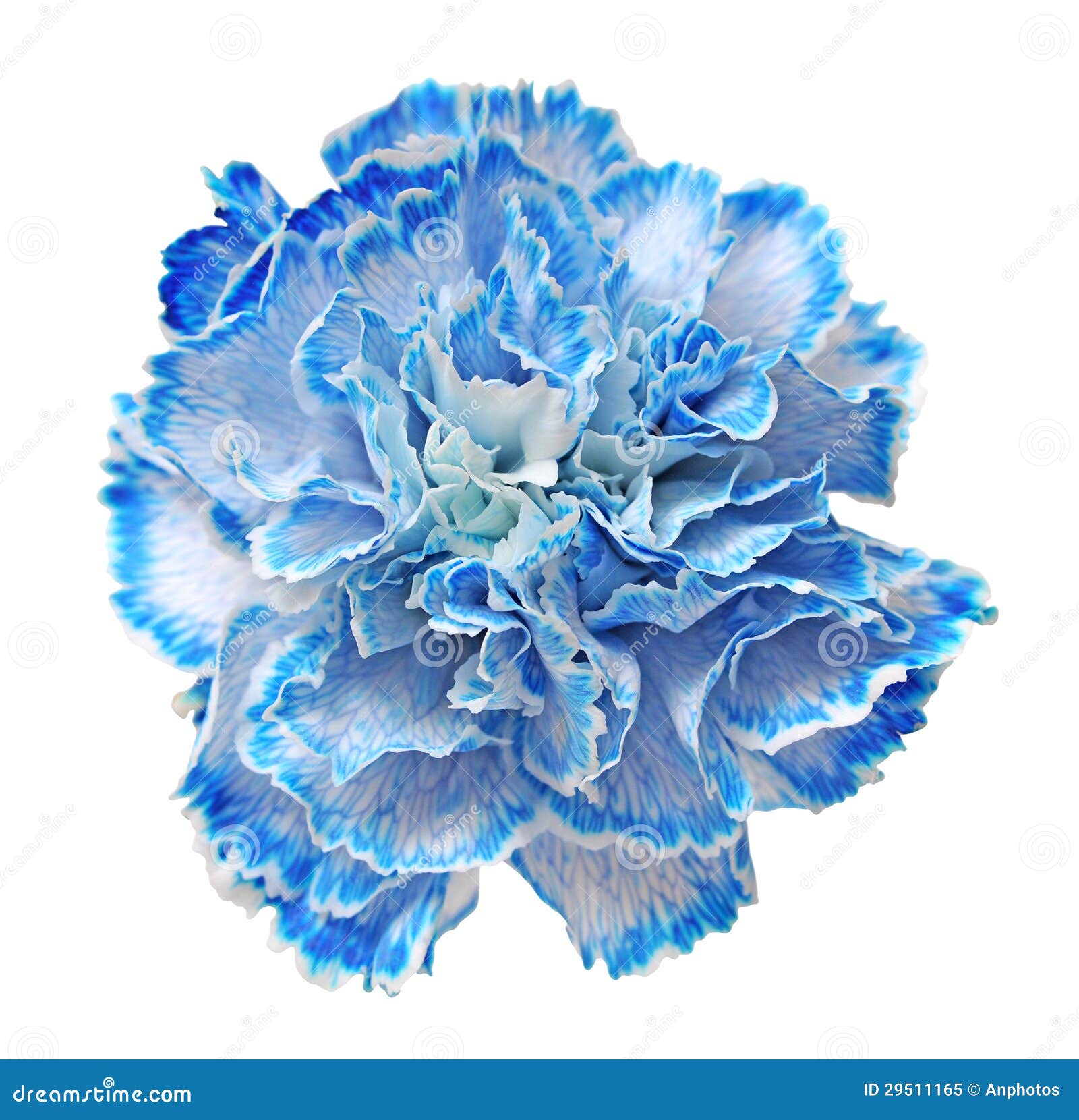 Garofano blu immagine stock. Immagine di bello, fioritura - 29511165