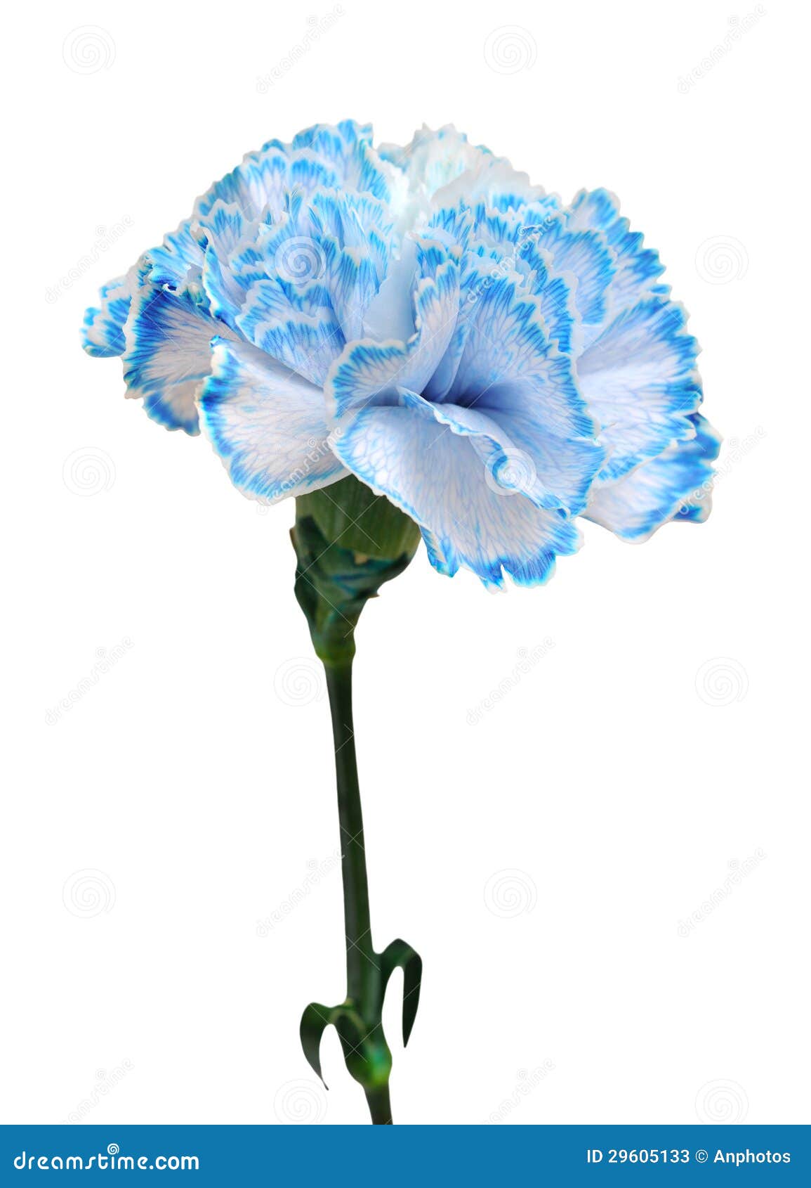 Fiore Di Garofano Blu