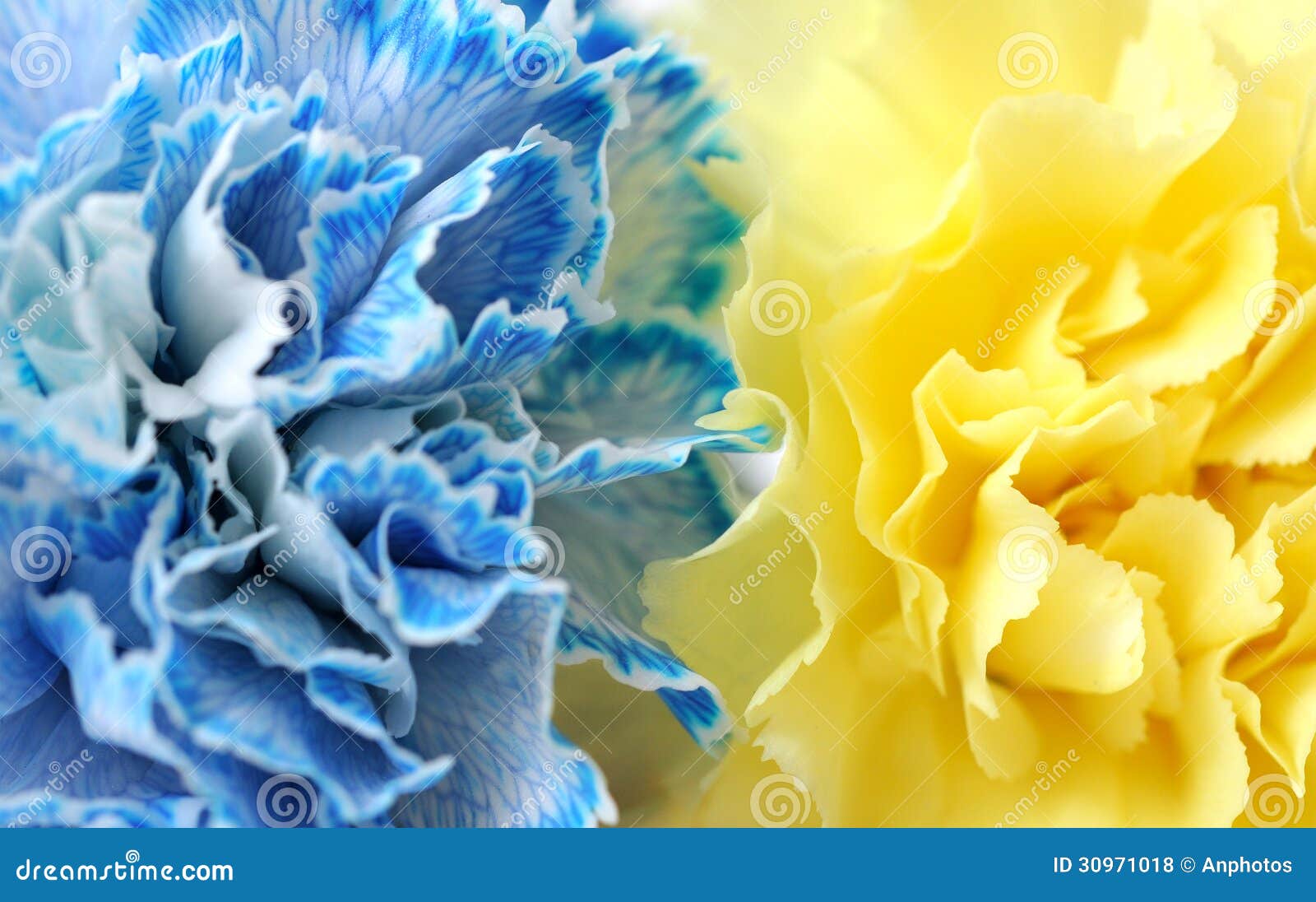 Garofano blu e giallo fotografia stock. Immagine di colore - 30971018