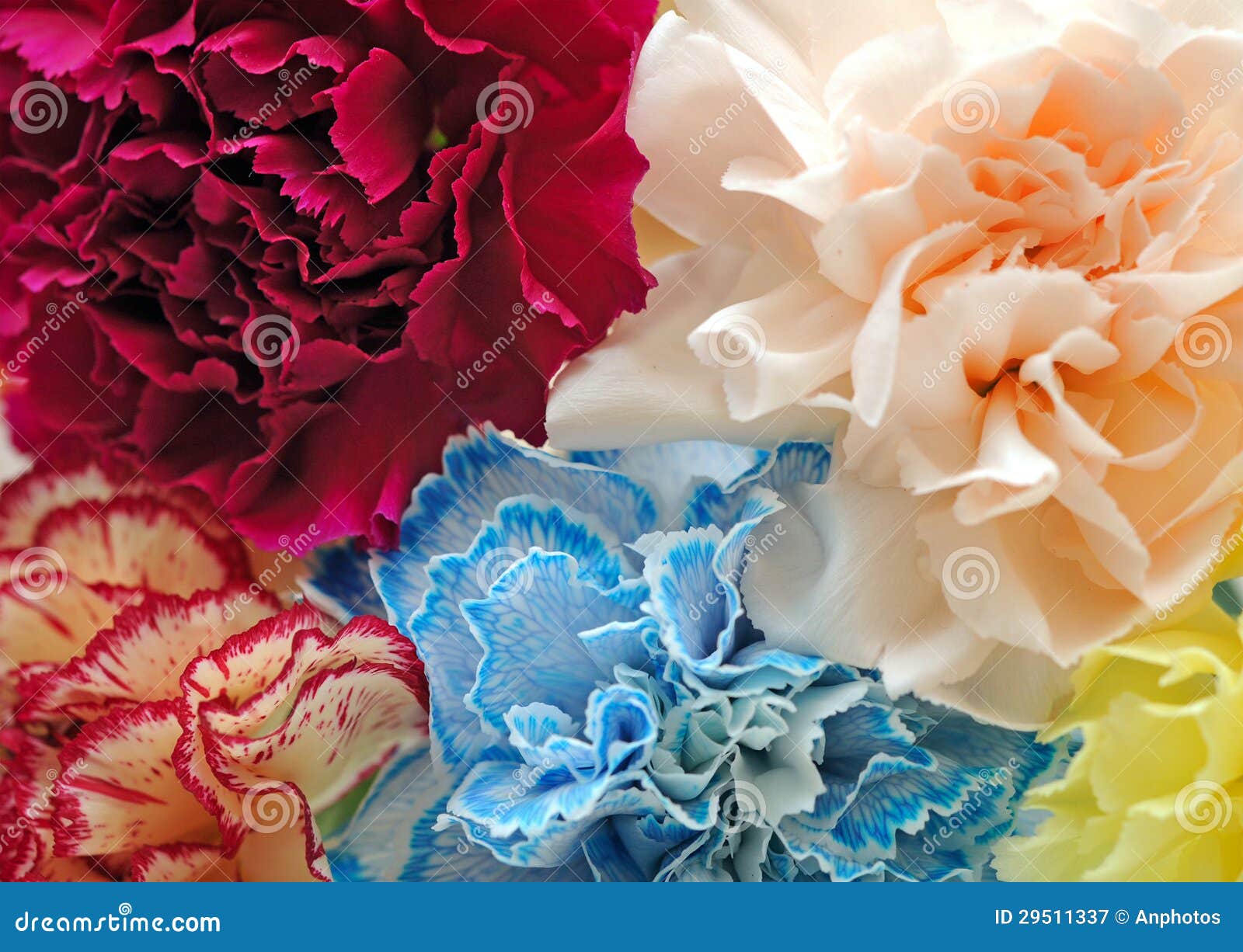 Garofano Blu, Porpora, Giallo, Rosso Immagine Stock - Immagine di ...