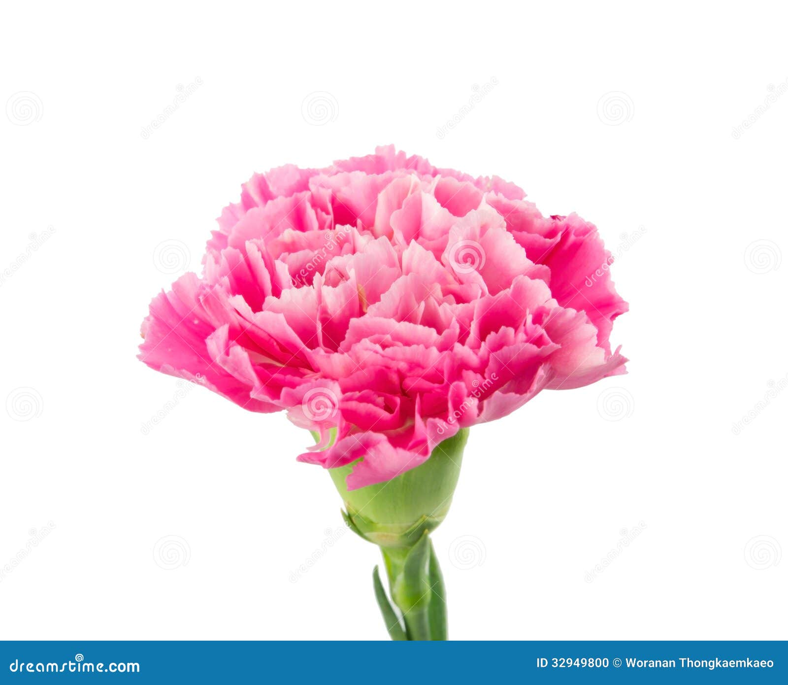 Garofano rosa fotografia stock. Immagine di bello, orticoltura - 32949800