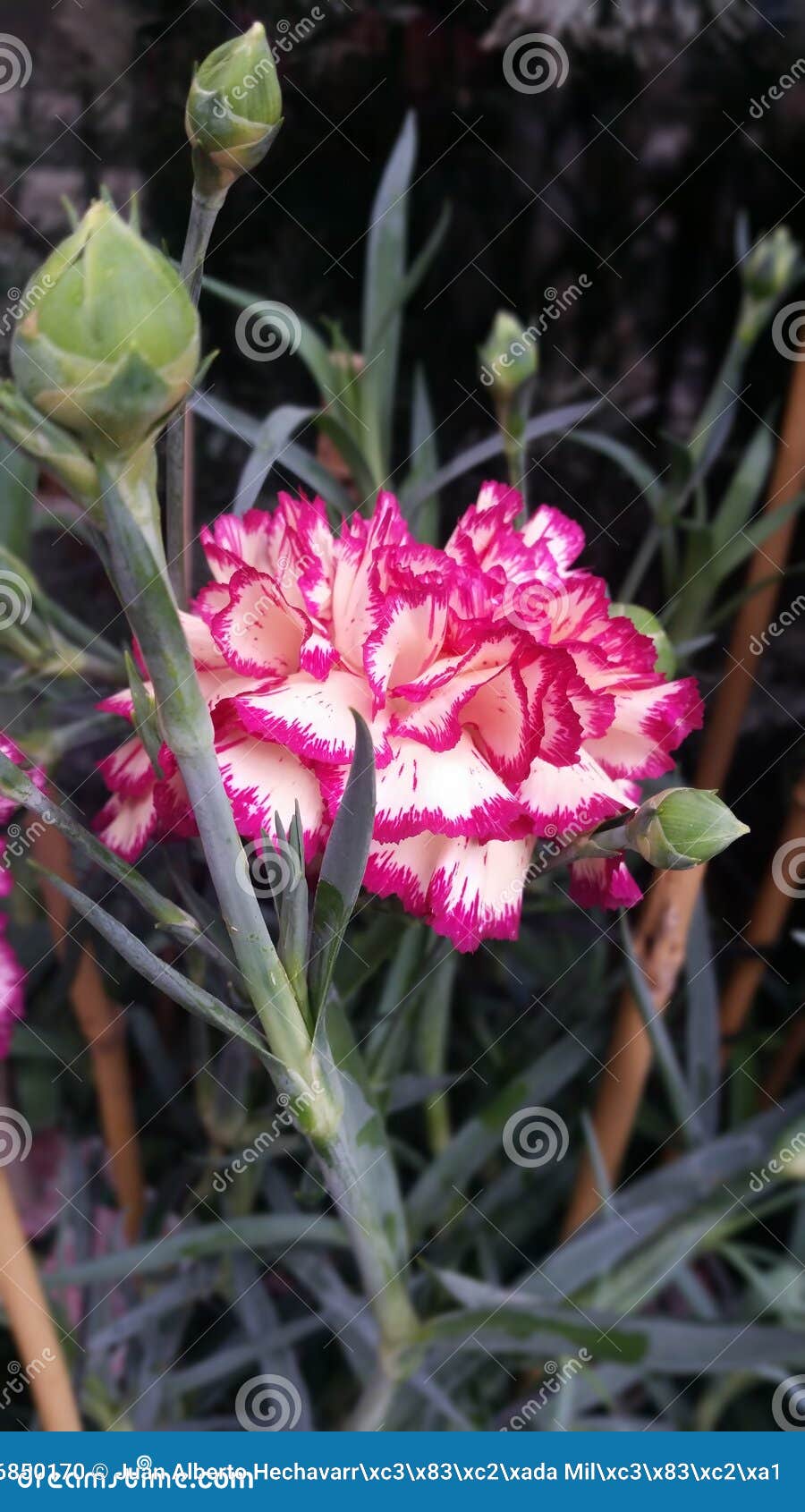 Garofano rosa e bianco fotografia stock. Immagine di garofano - 106850170