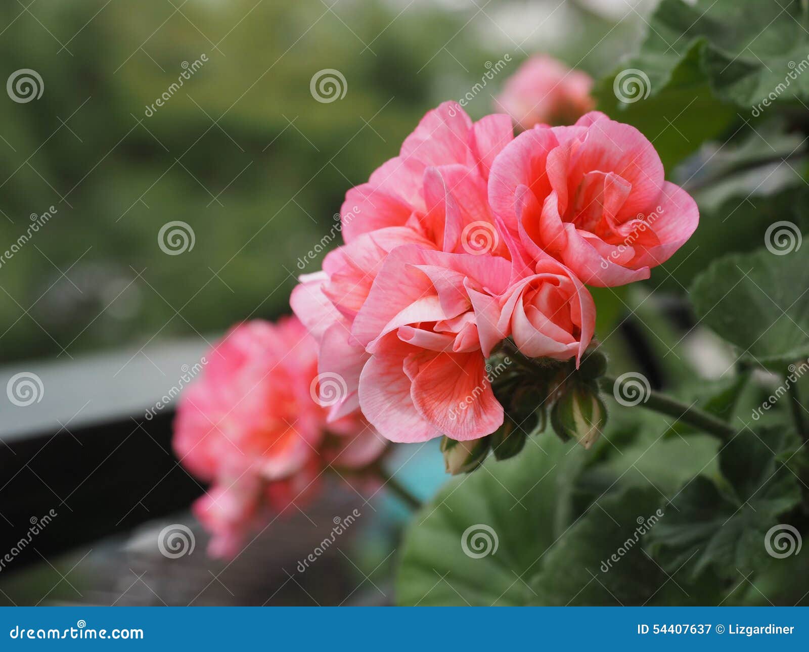 Garofano Rosa Nel Bloom_close-up Immagine Stock - Immagine di crescere ...