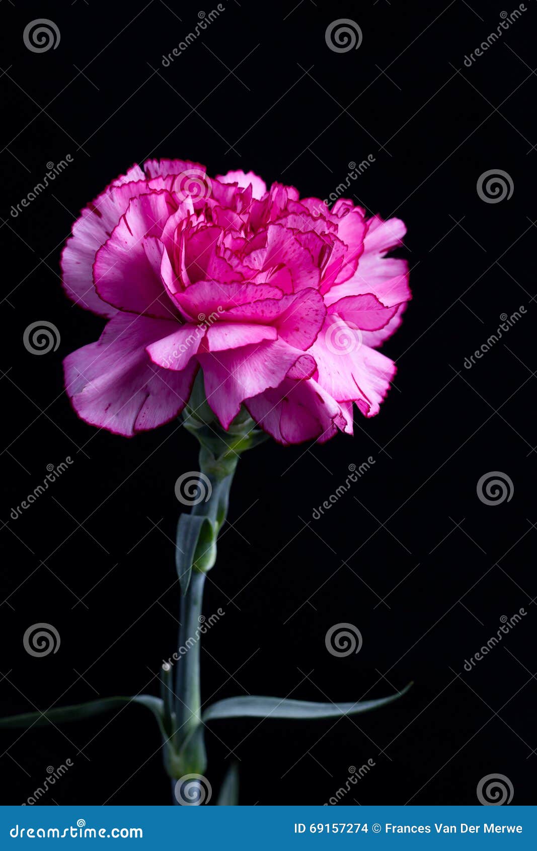 Garofano Rosa Su Fondo Nero Fotografia Stock - Immagine di pianta ...