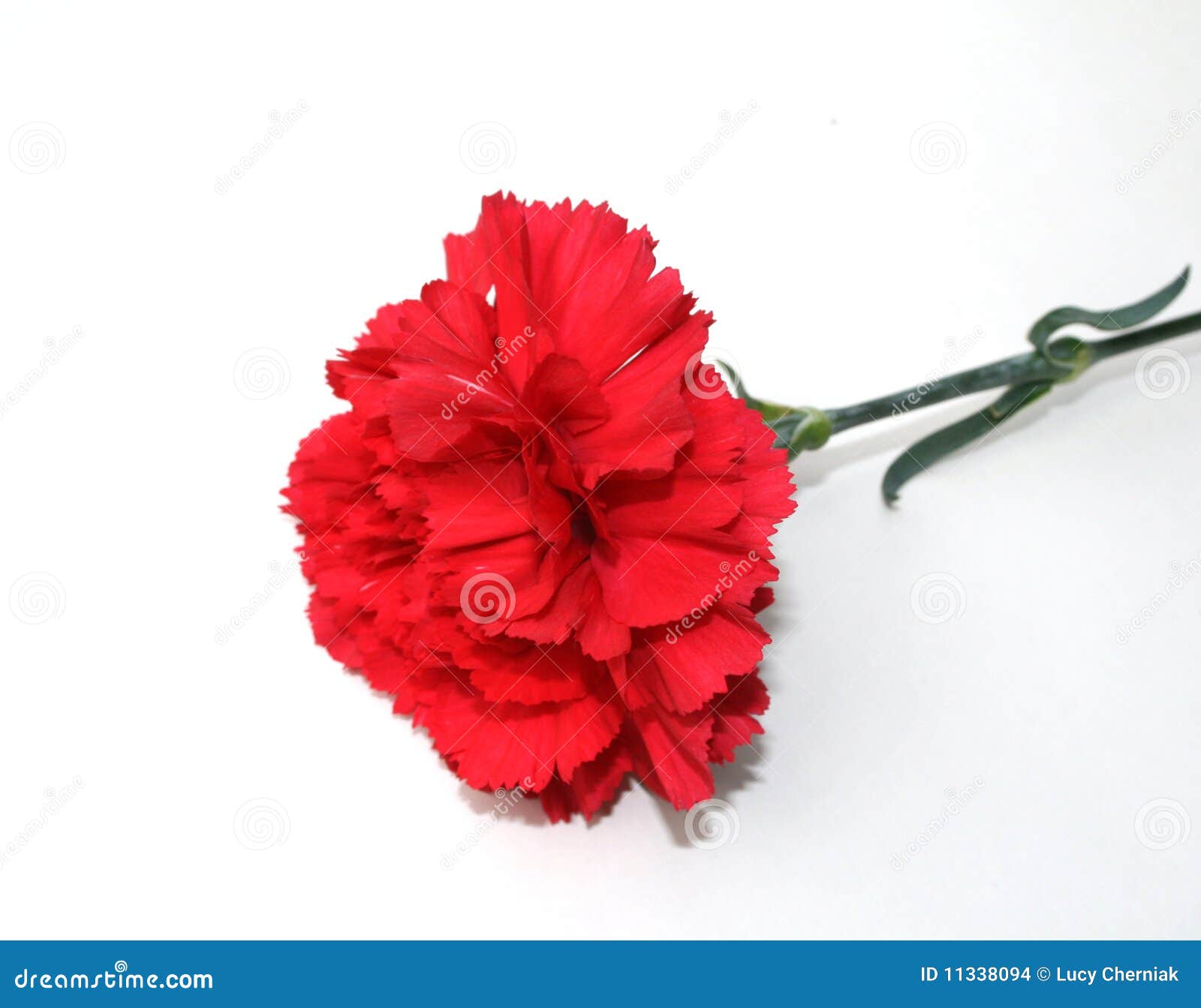 Garofano rosso fotografia stock. Immagine di fogli, rosso - 11338094