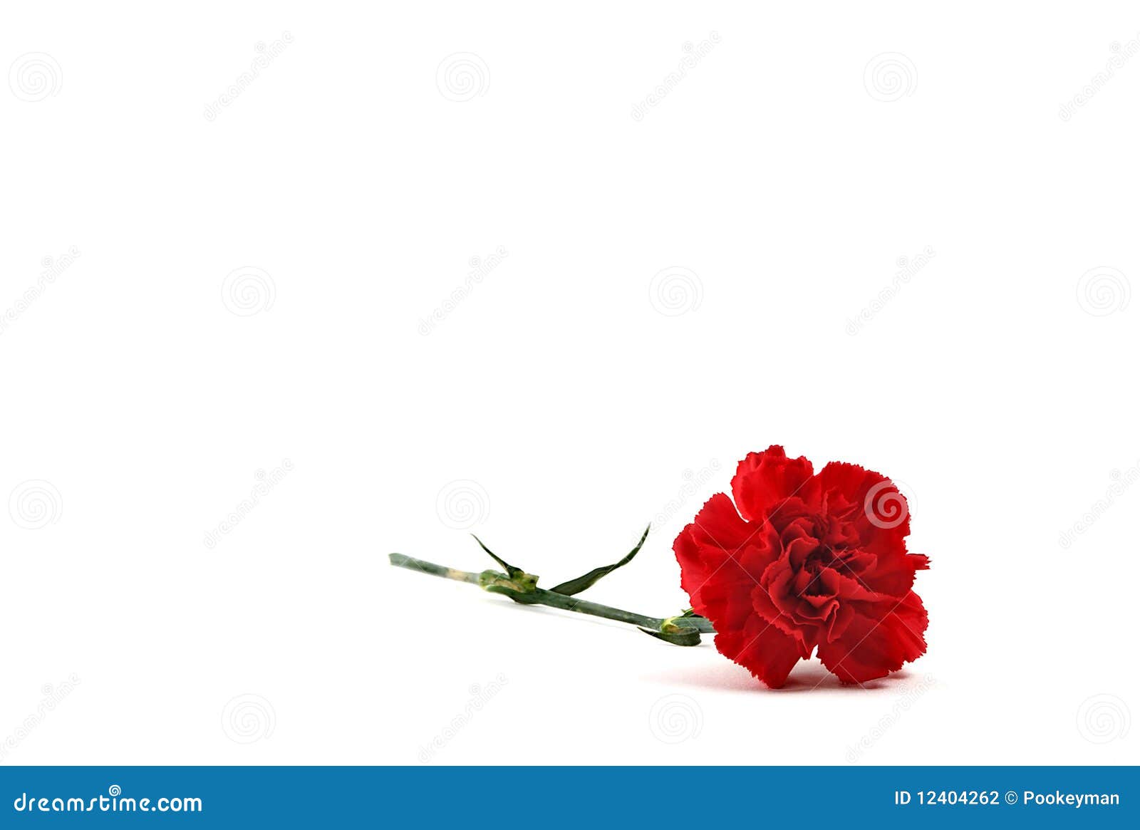 Garofano rosso fotografia stock. Immagine di garofano - 12404262