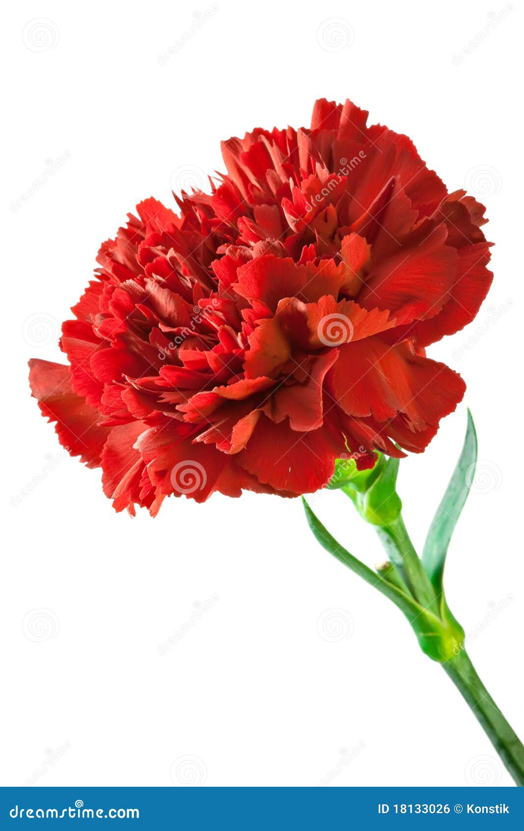 Garofano rosso fotografia stock. Immagine di scarlatto - 18133026