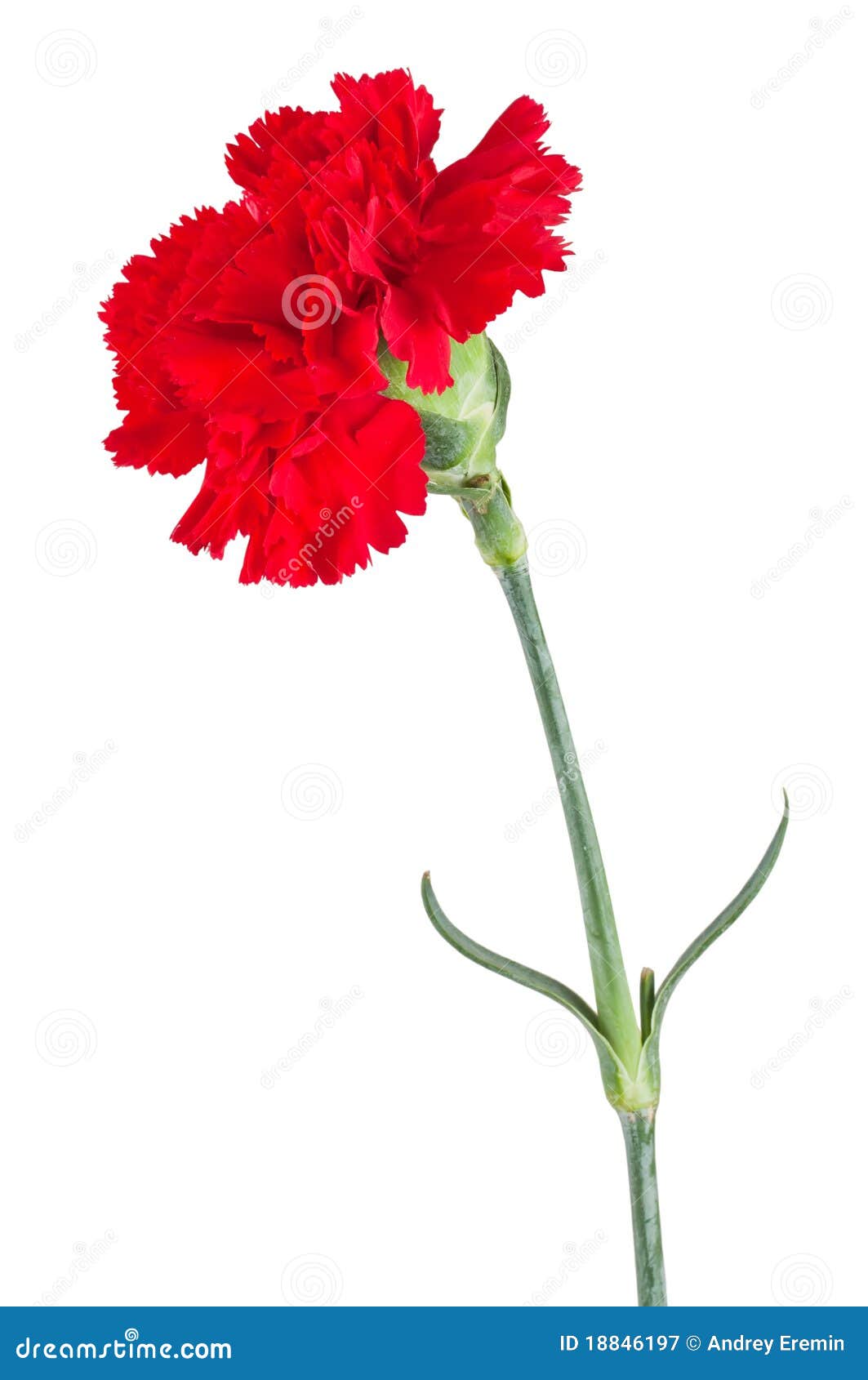 Garofano rosso immagine stock. Immagine di bello, botanico - 18846197