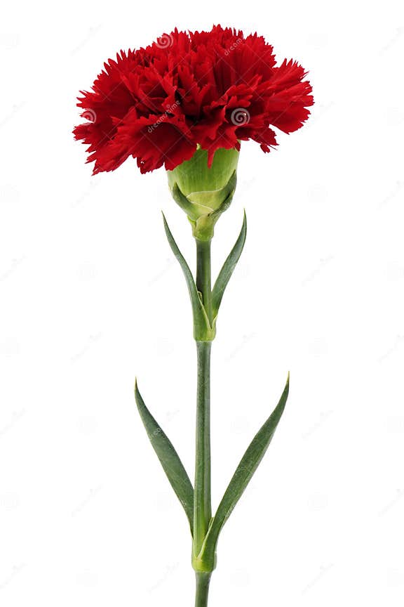 Garofano rosso fotografia stock. Immagine di garofano - 19832398