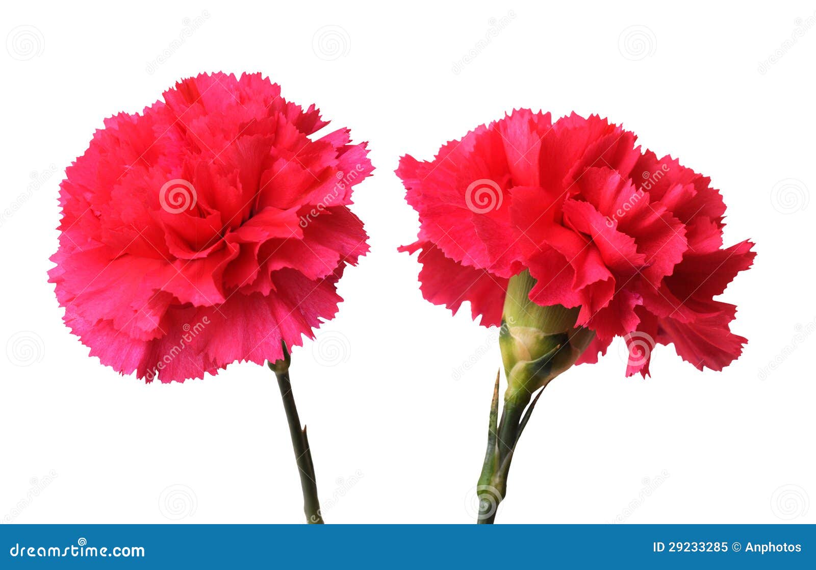 Garofano rosso immagine stock. Immagine di mazzo, indiana - 29233285