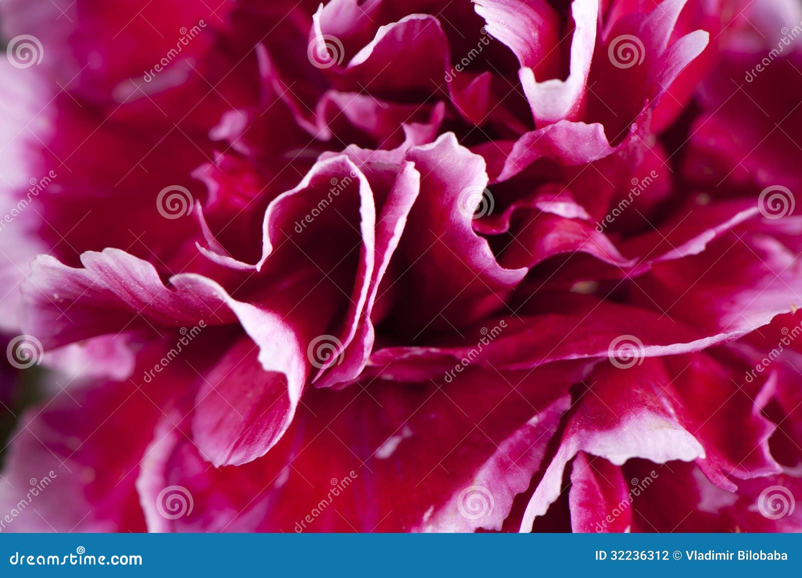 Garofano rosso fotografia stock. Immagine di rosso, saturato - 32236312