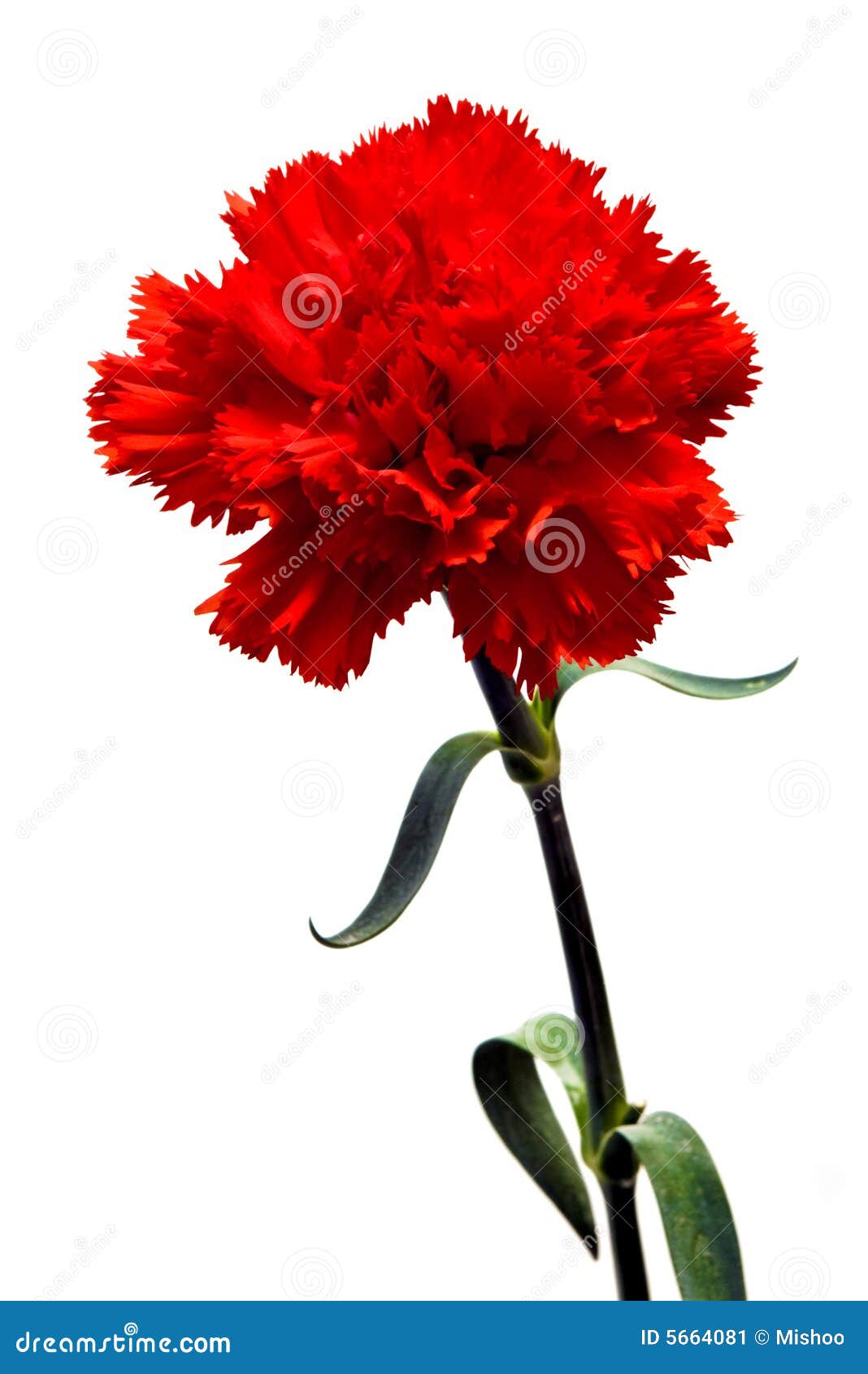 Garofano rosso immagine stock. Immagine di pianta, sfondo - 5664081